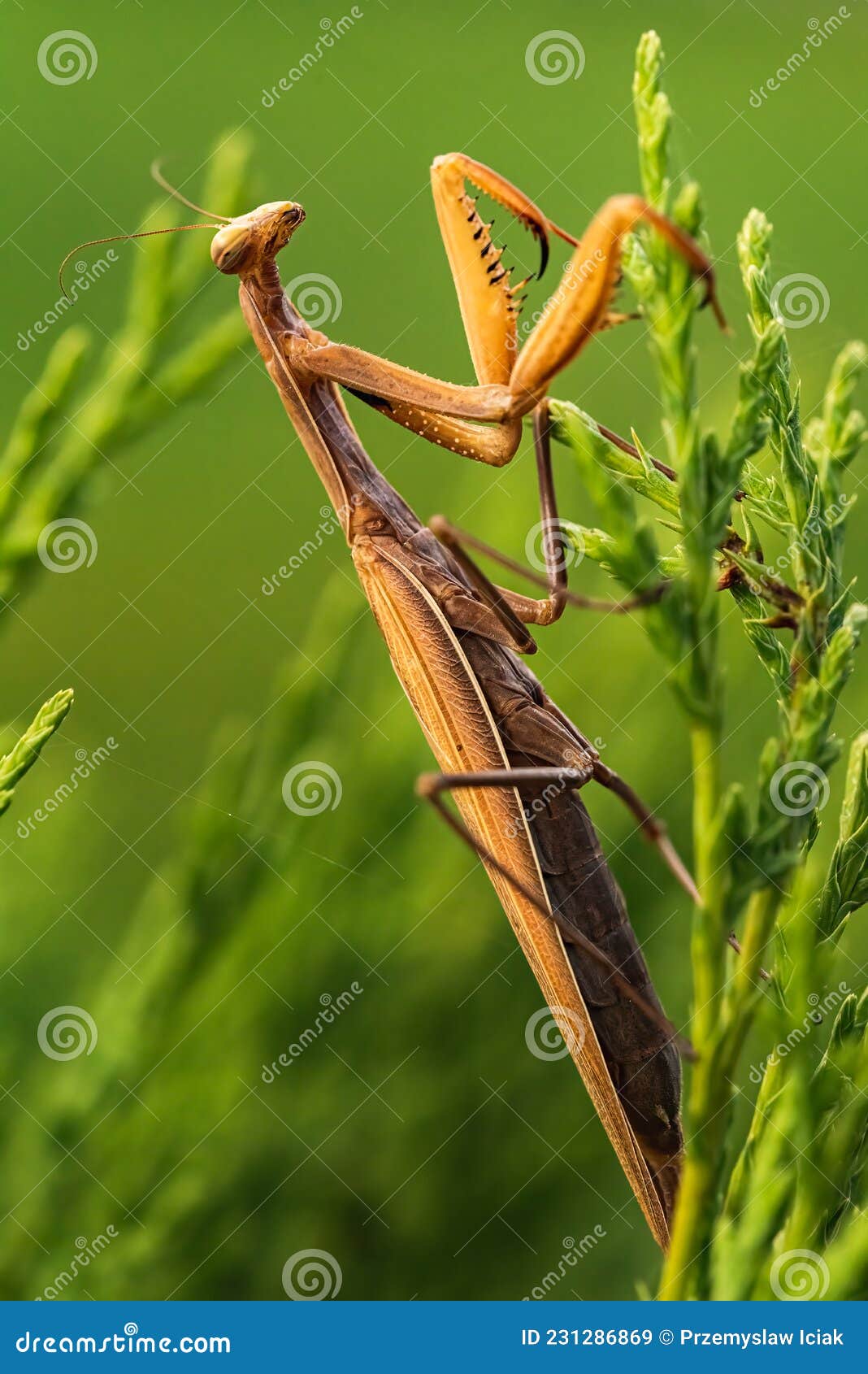 Brown Praying Mantis on Tree. Mantis Religiosa Stock Image - Image of ...