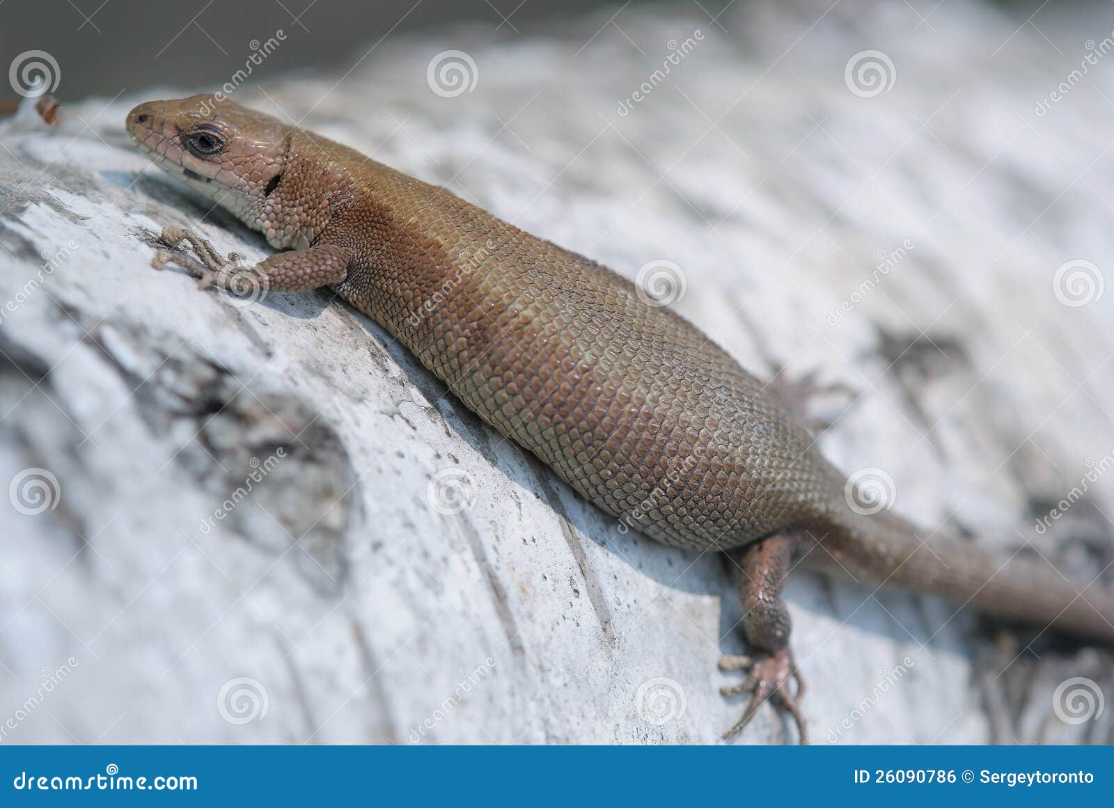 Brown pregnant lizard stock photo. Image of brown, scales - 26090786
