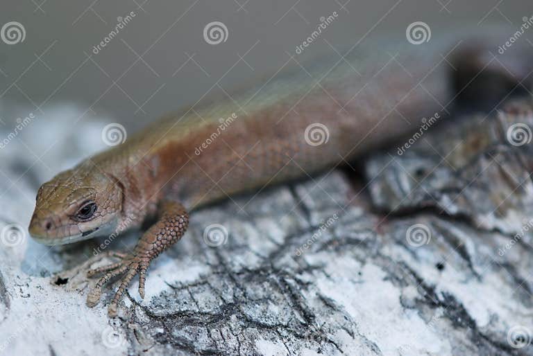 Brown pregnant lizard stock image. Image of organism - 27251211
