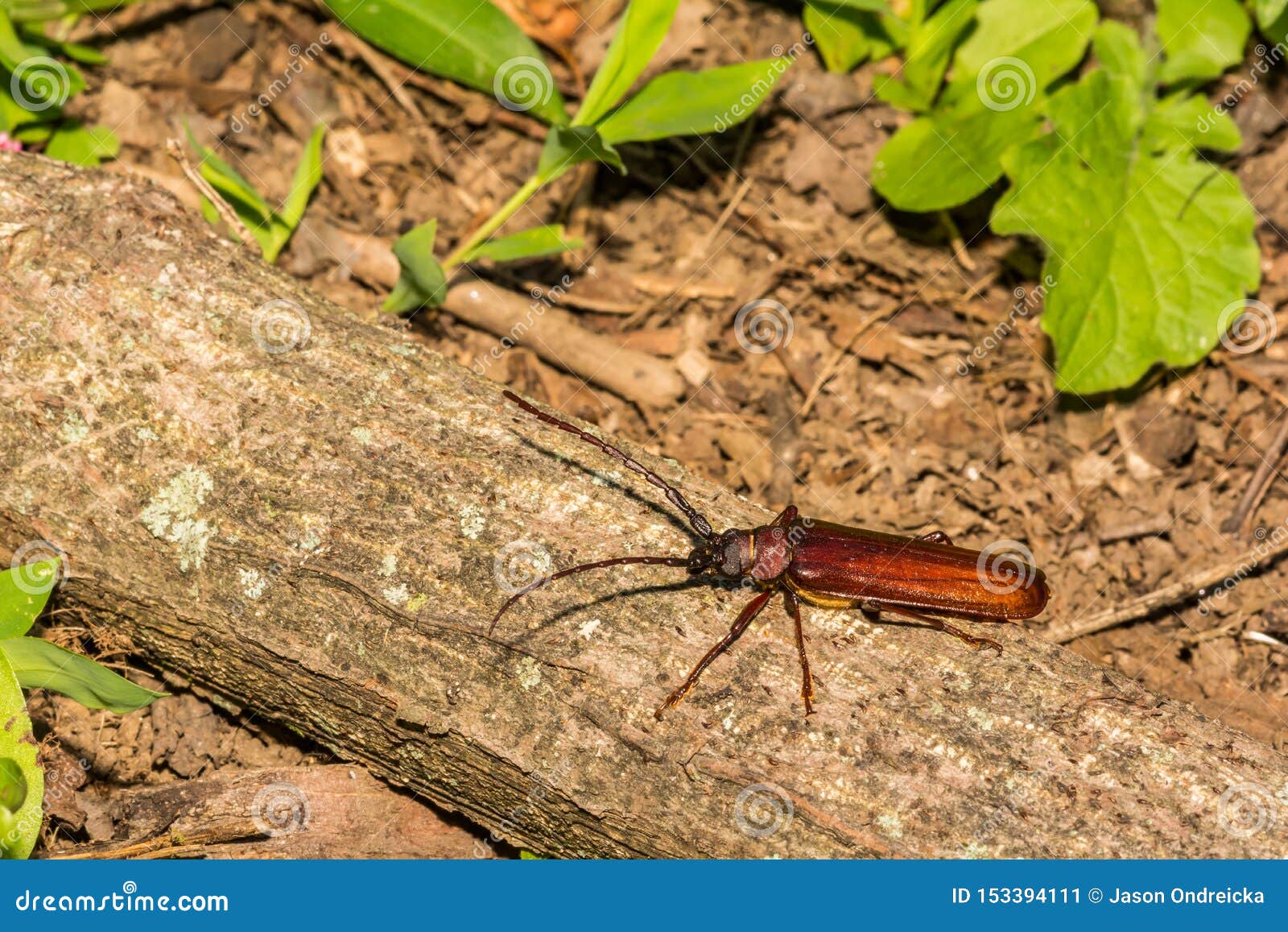 Brown Prionid Beetle stock image. Image of connecticut - 153394111