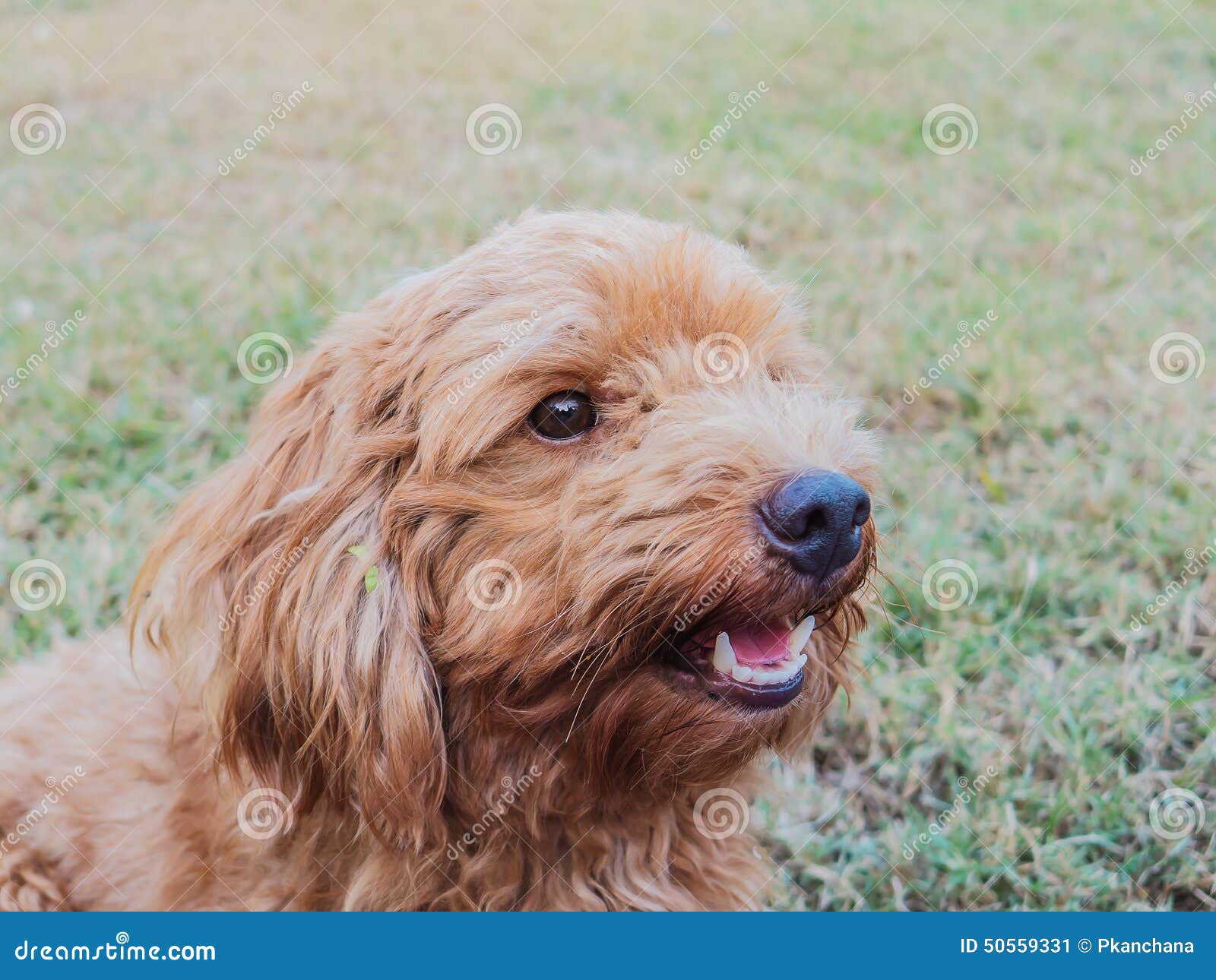 Brown puddle dog head stock image. Image of life, puppy - 50559331