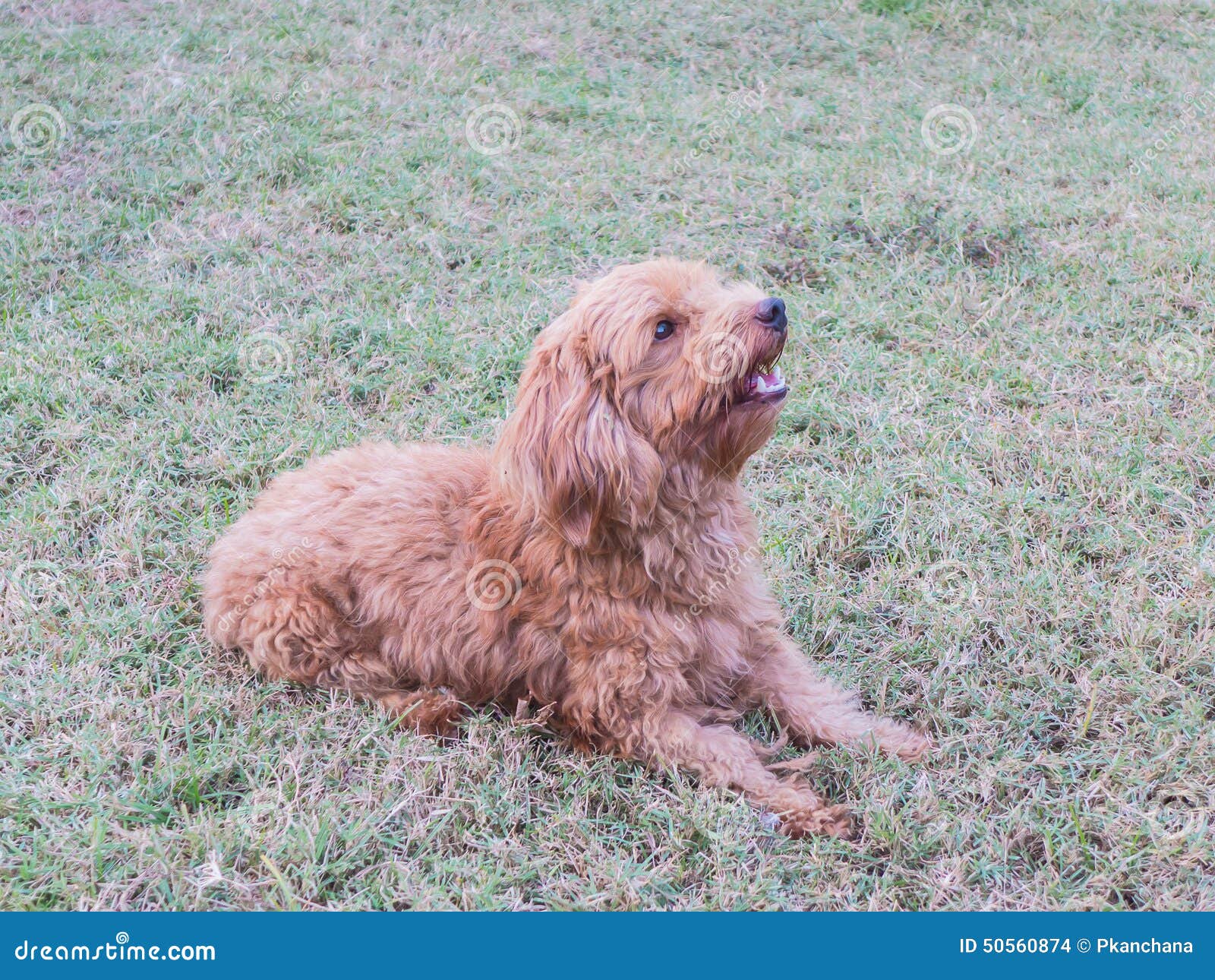Brown puddle dog stock photo. Image of sitting, ears - 50560874