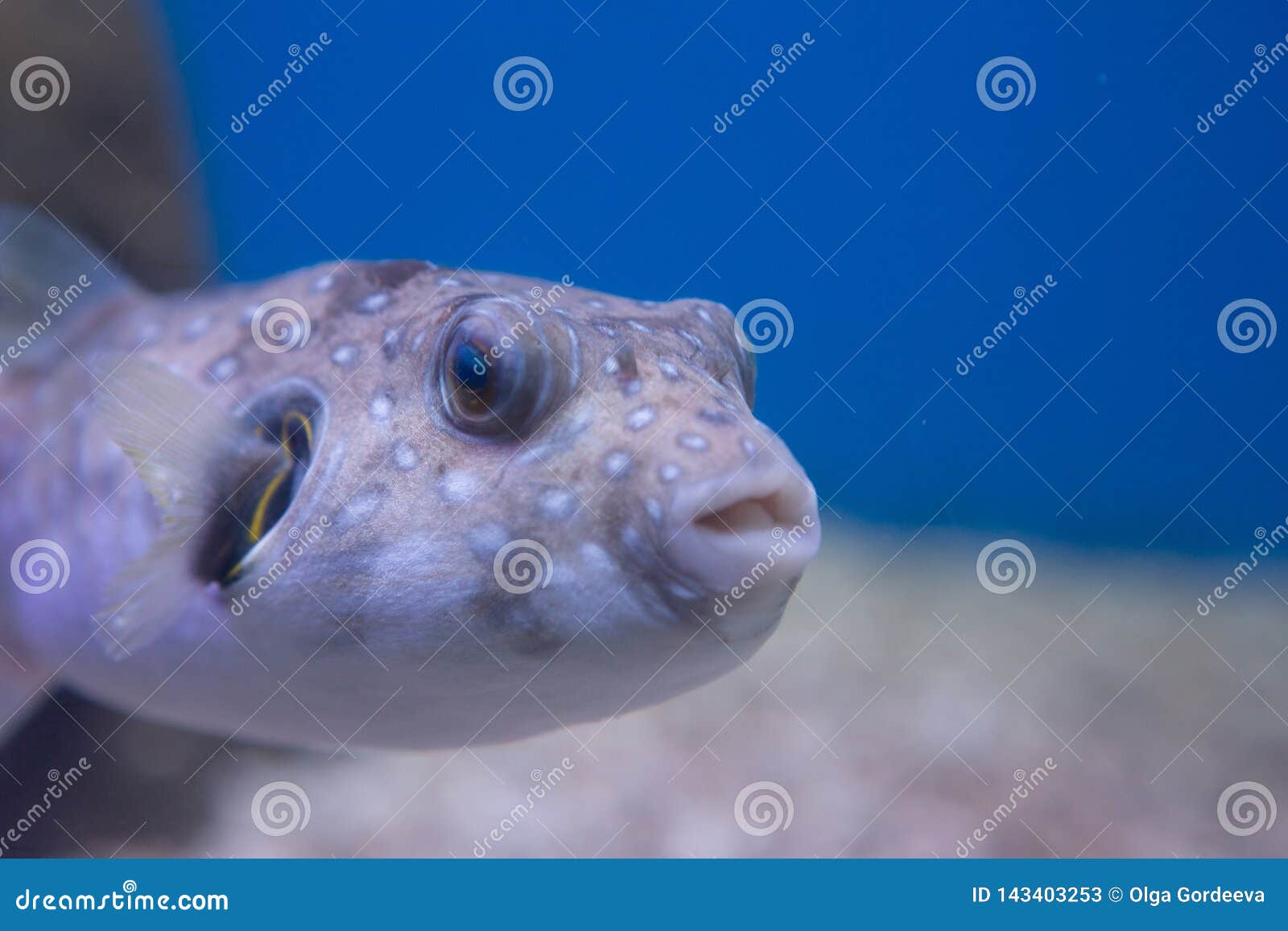 Brown Puffer, or Brown Puffer, or Brown Dog-fish, or Ocular Dog-fish ...