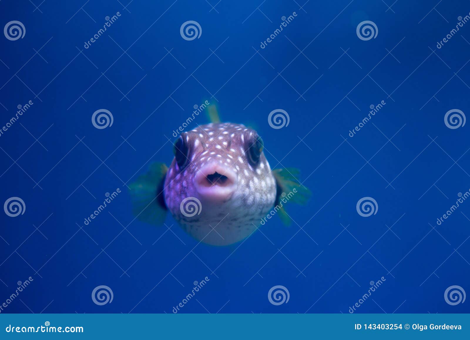 Brown Puffer, or Brown Puffer, or Brown Dog-fish, or Ocular Dog-fish ...