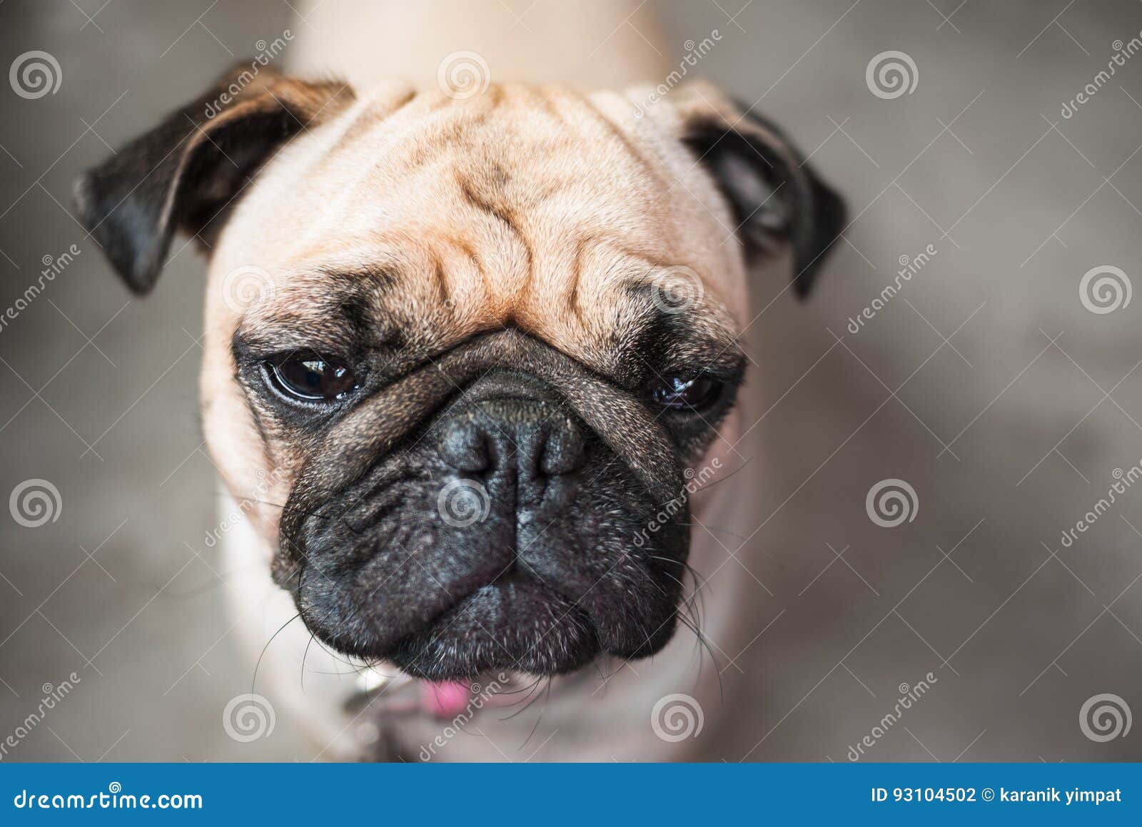 Brown Pug Dog with Wrinkle Face Stock Photo - Image of stare, glare ...