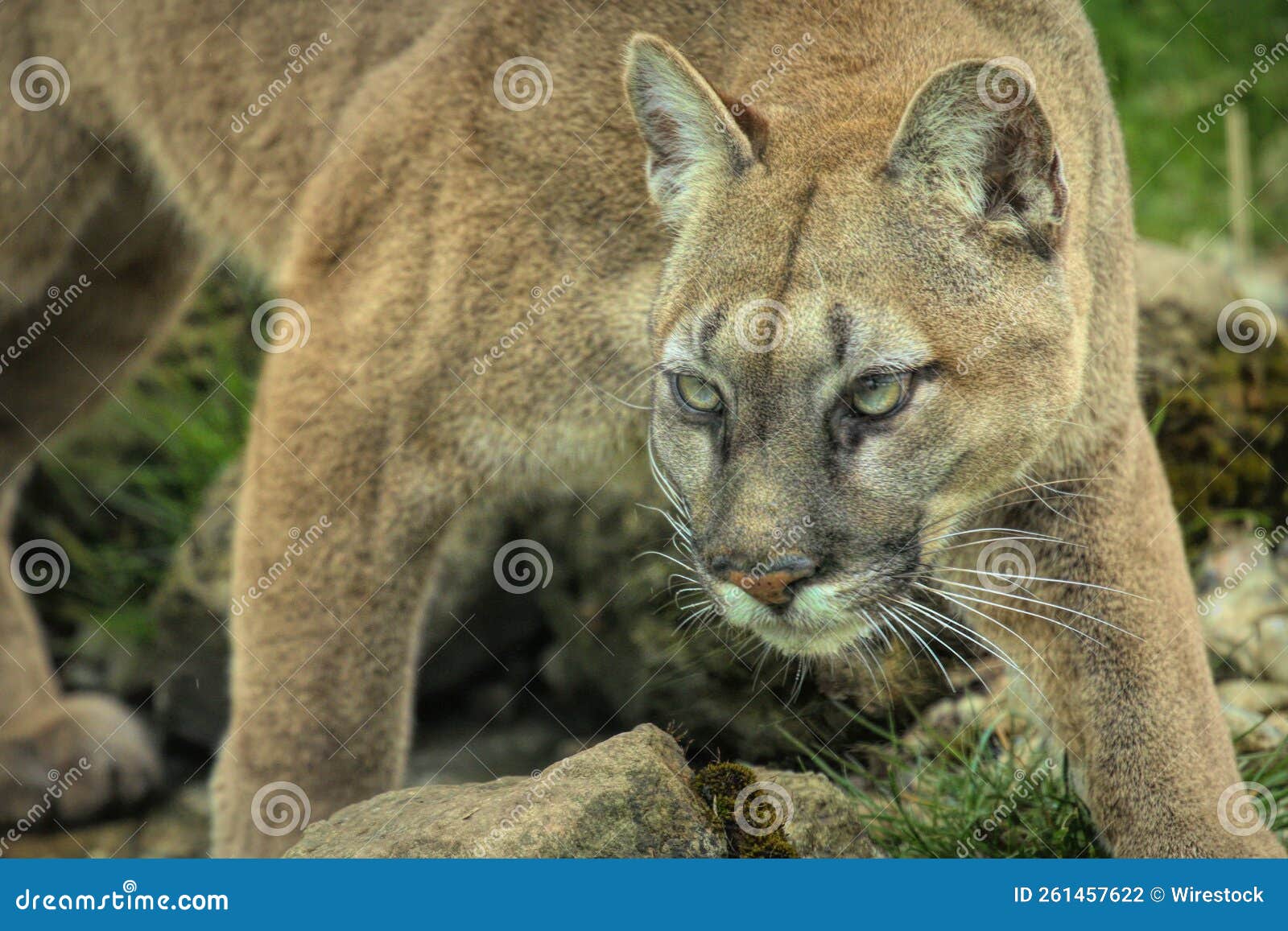 Brown Puma with Green Eyes Looking Side Stock Photo - Image of pretty ...