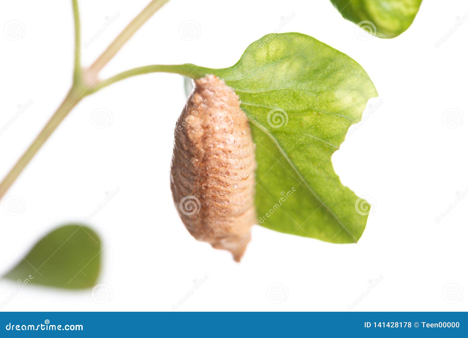 Brown Pupa on Green Leaf Isolated on White Stock Photo - Image of ...