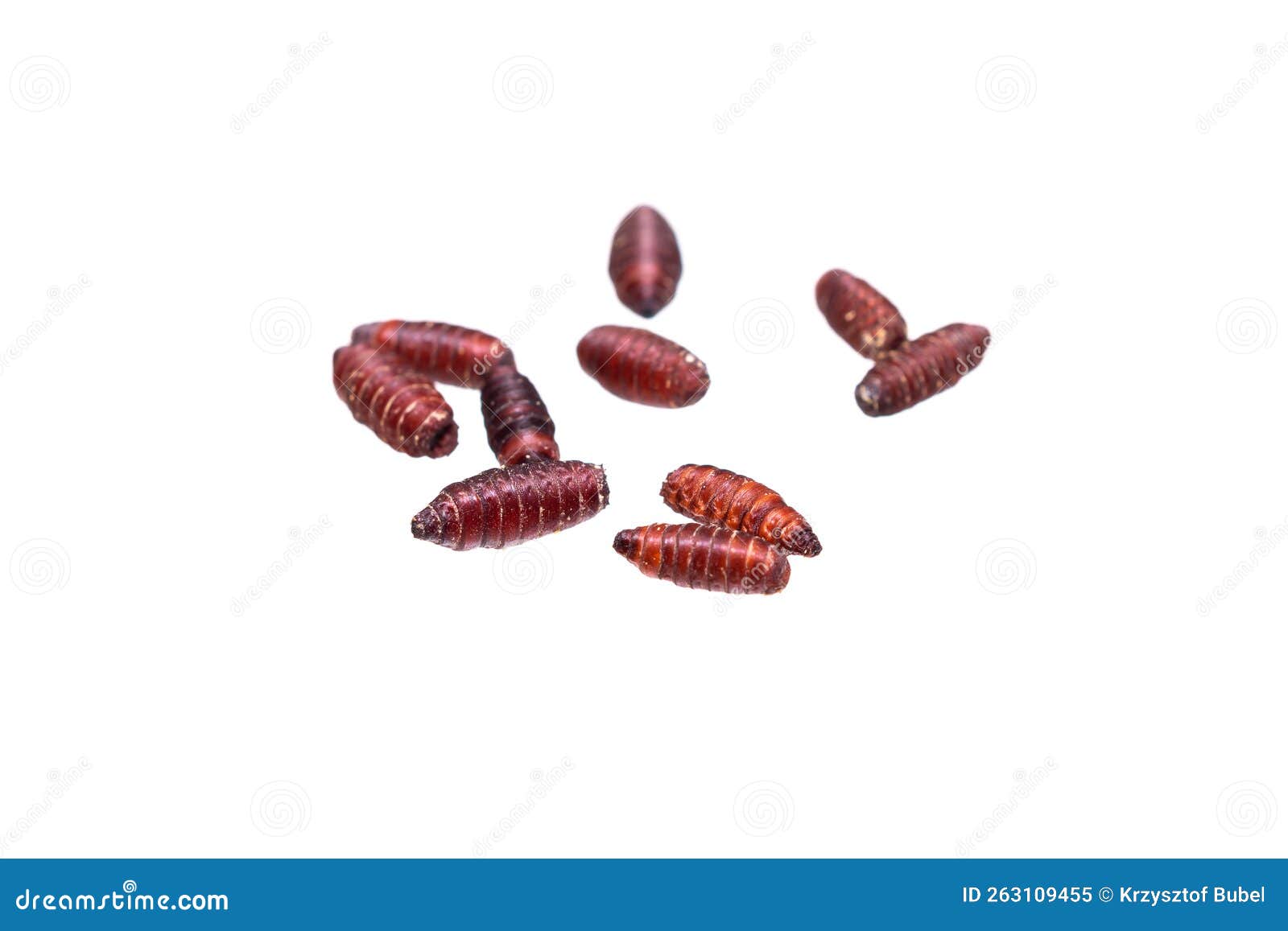 Brown Pupae of Fly Larvae on a White Isolated Background Stock Image ...