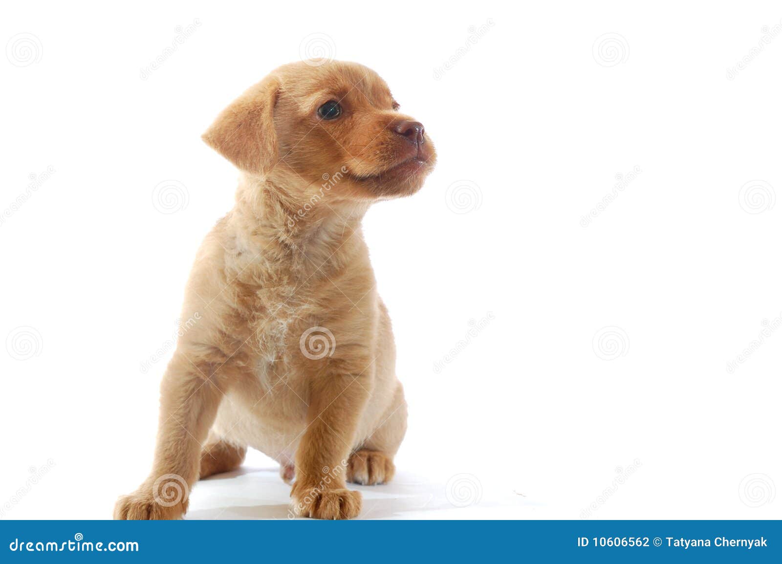 Brown puppy stock photo. Image of brown, beauty, copy - 10606562