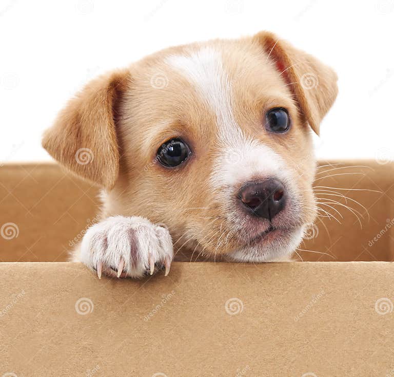 Brown puppy in a box. stock image. Image of container - 91132497