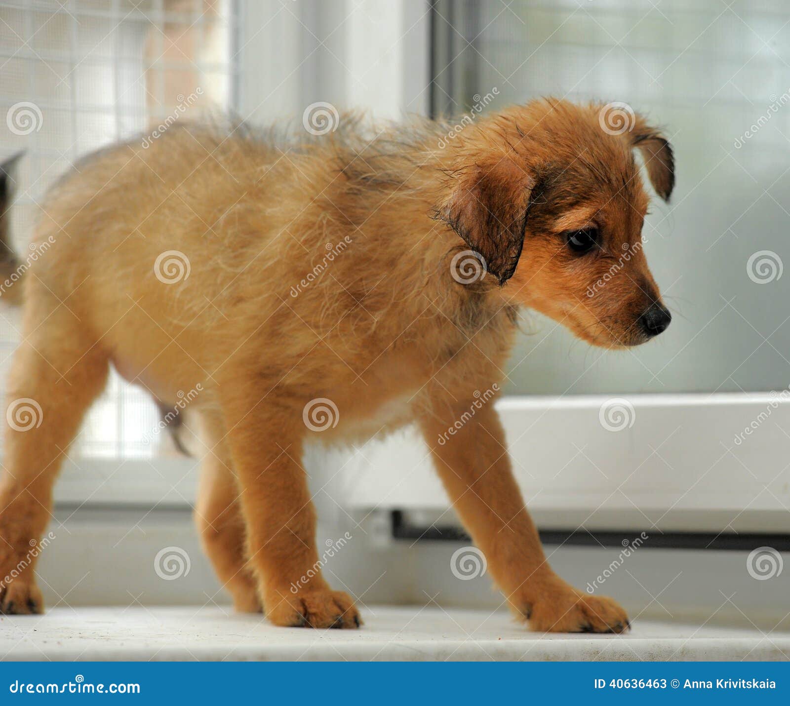 Brown puppy stock image. Image of hair, animal, hound - 40636463