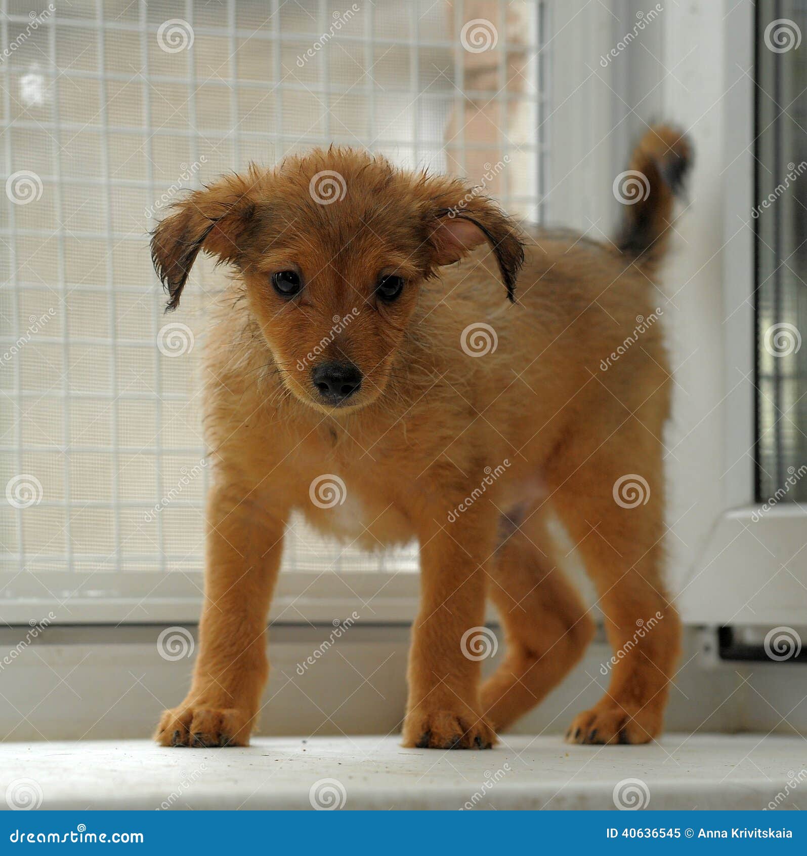 Brown puppy stock image. Image of breed, hound, copy - 40636545