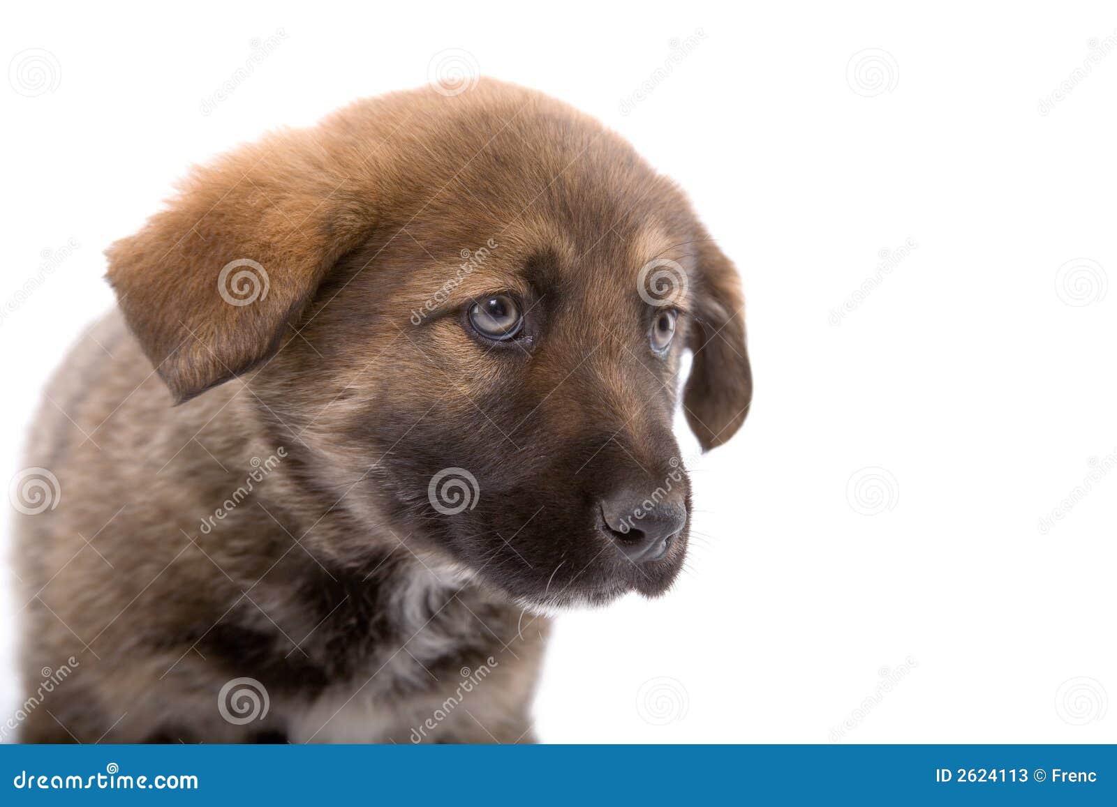 Brown puppy dog standing stock image. Image of cute, rest - 2624113
