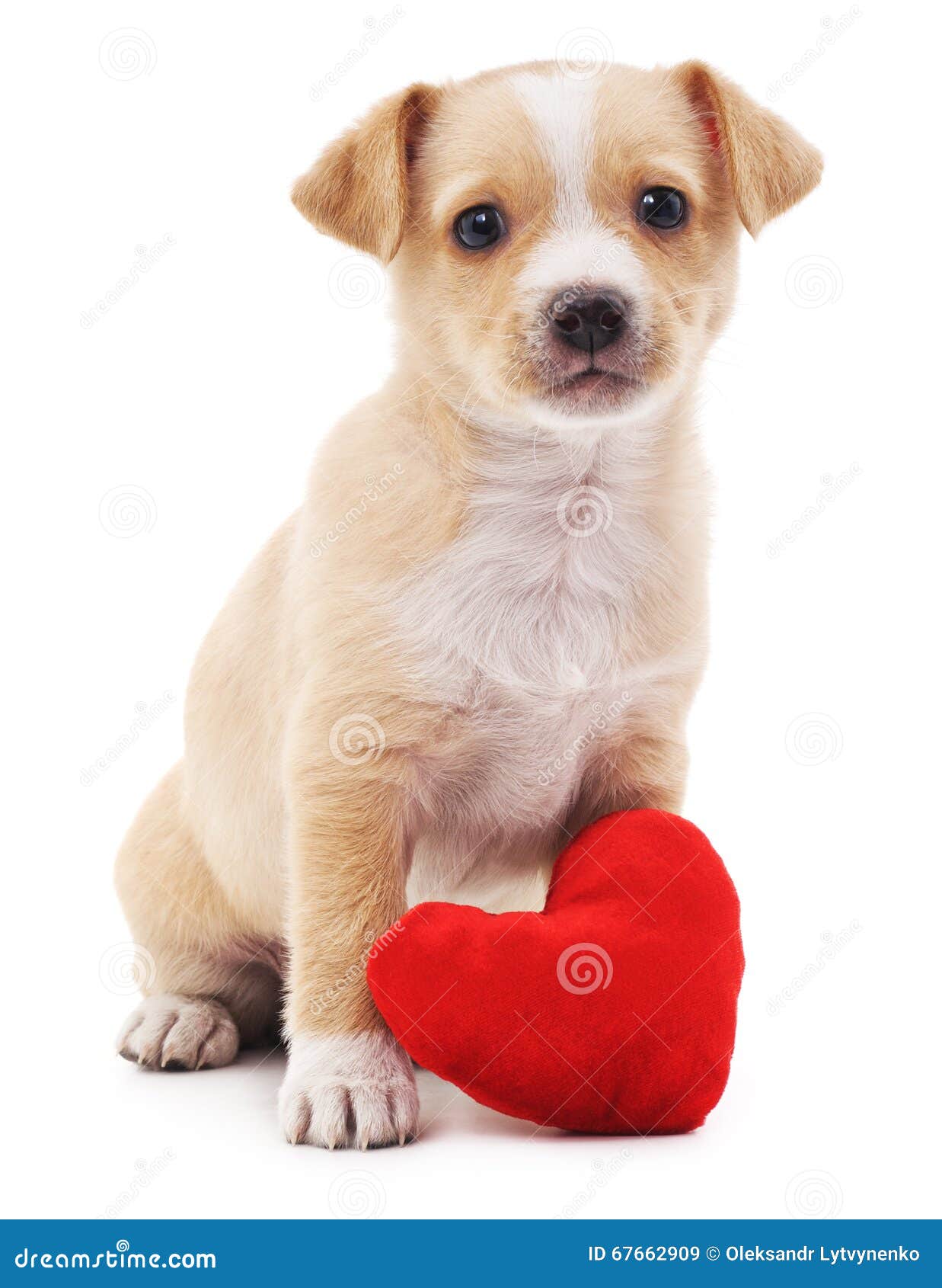 Brown puppy with heart. stock image. Image of love, puppy - 67662909