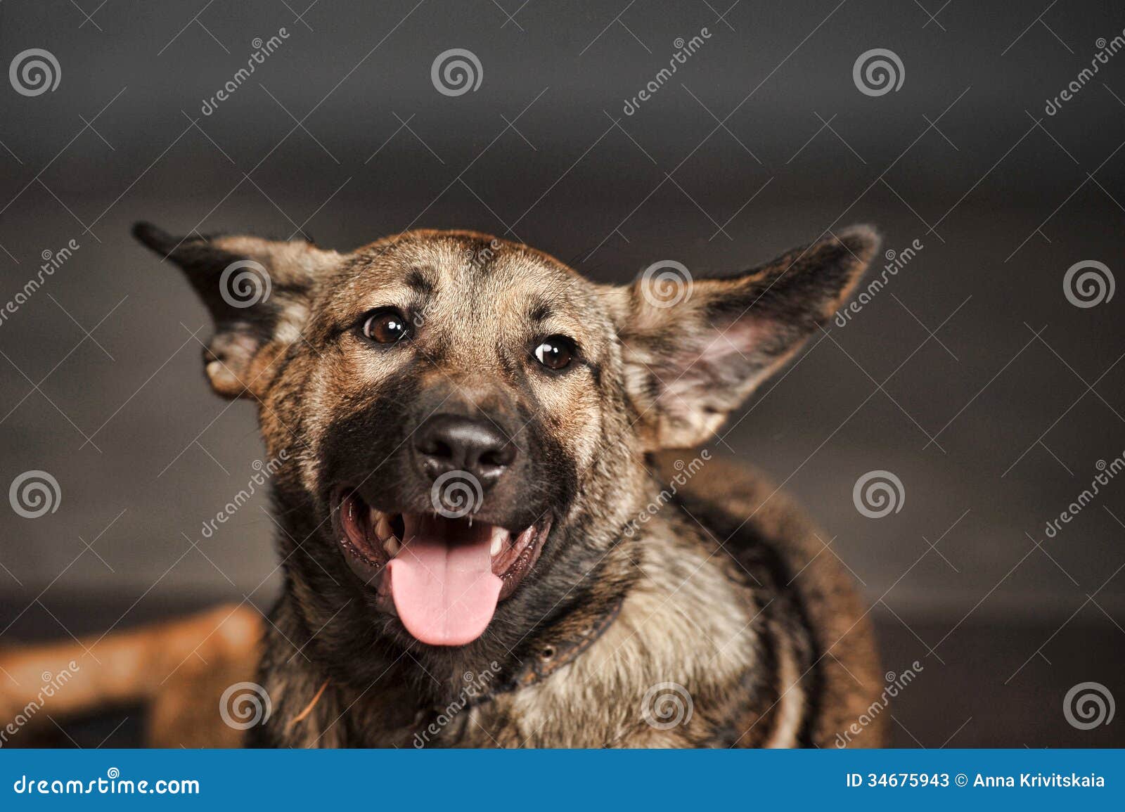 Brown purebred puppy stock image. Image of doggy, front - 34675943