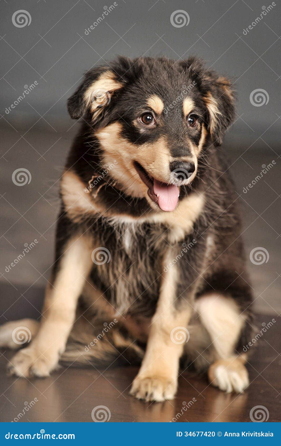 Brown purebred puppy stock photo. Image of creature, animal - 34677420