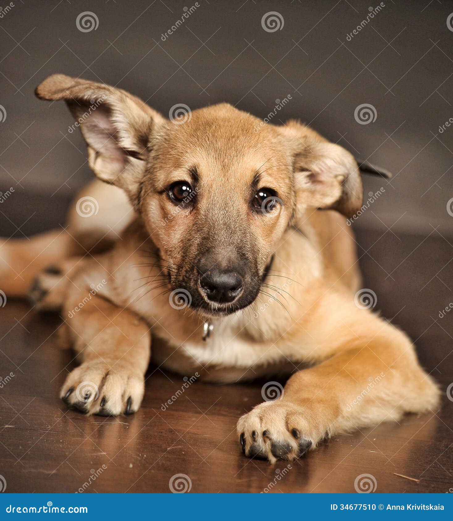 Brown purebred puppy stock photo. Image of beautiful - 34677510