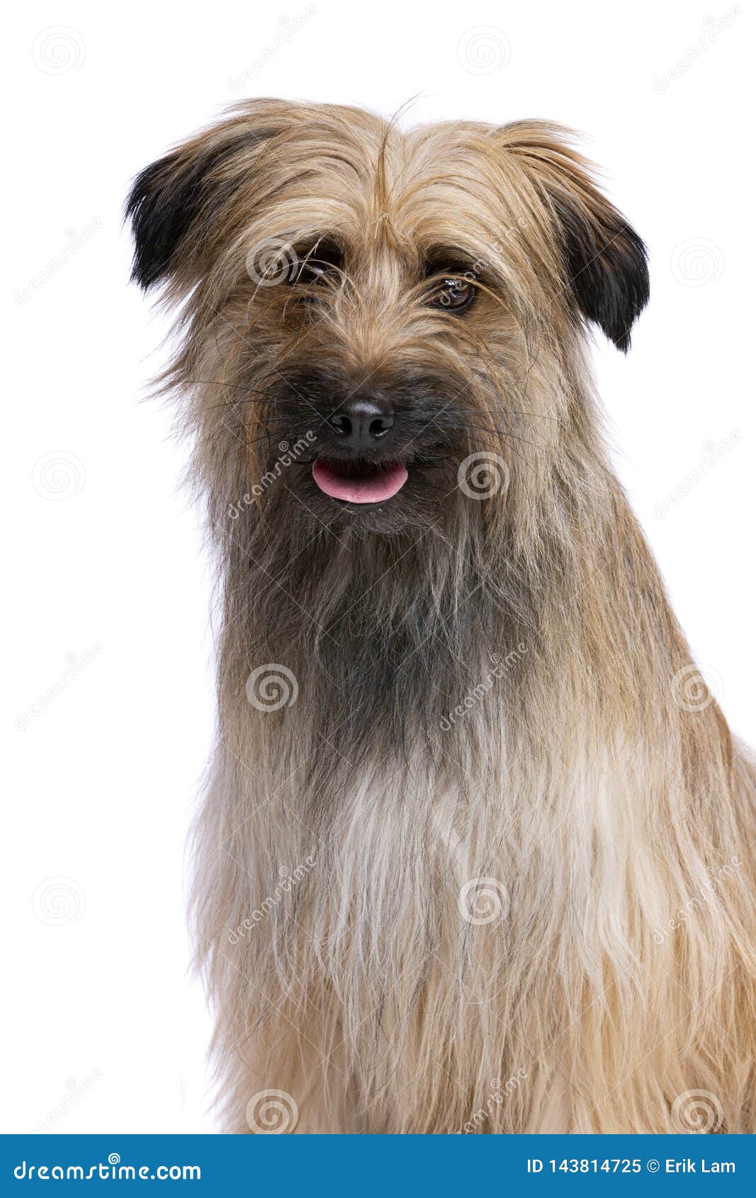 Brown Pyrenean Shepherd Dog Stock Image - Image of long, people: 143814725