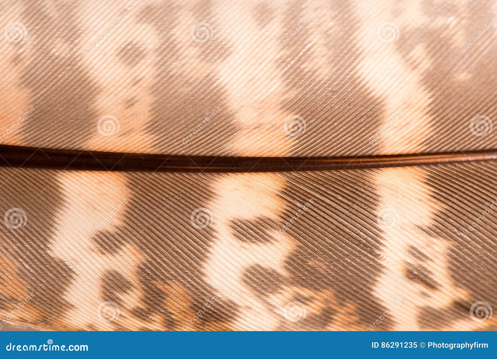 Brown Quill Pattern Macro for Backgrounds Stock Image - Image of light ...