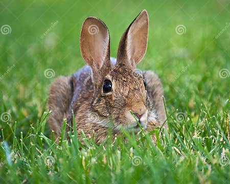 Brown Rabbit stock photo. Image of wildlife, ears, easter - 10332086