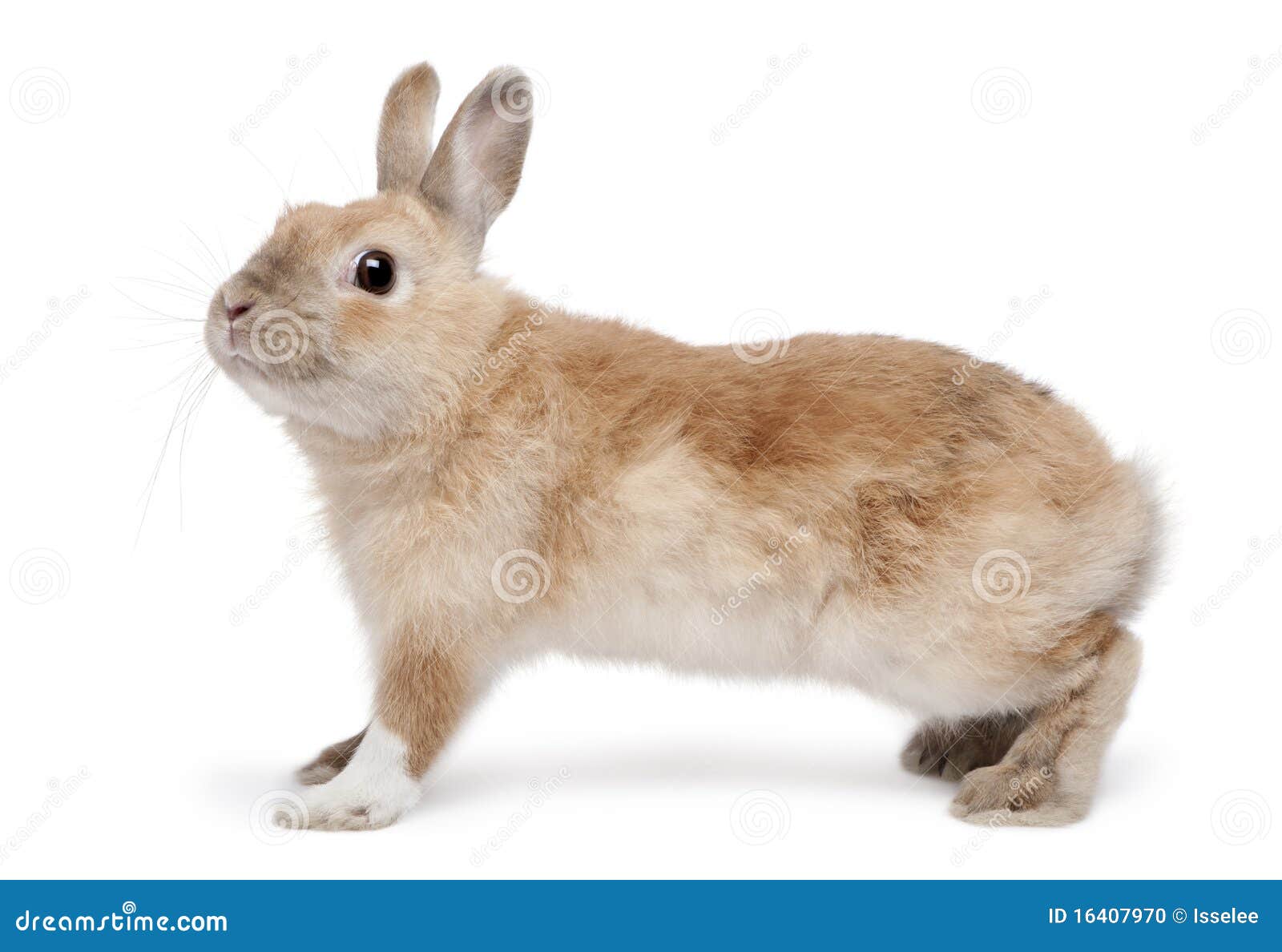 Brown Rabbit Fur Texture, Animal Skin Background Royalty-Free Stock ...