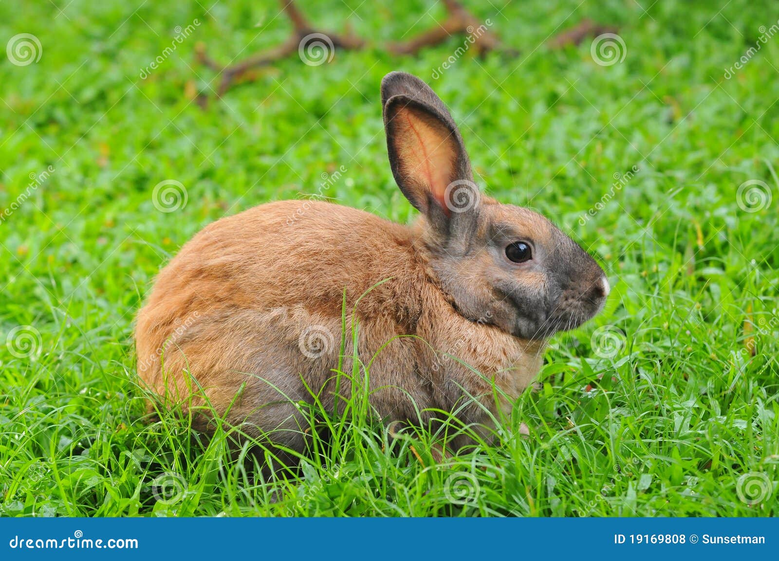 Brown Rabbit stock photo. Image of cuddly, domestic, claws - 19169808