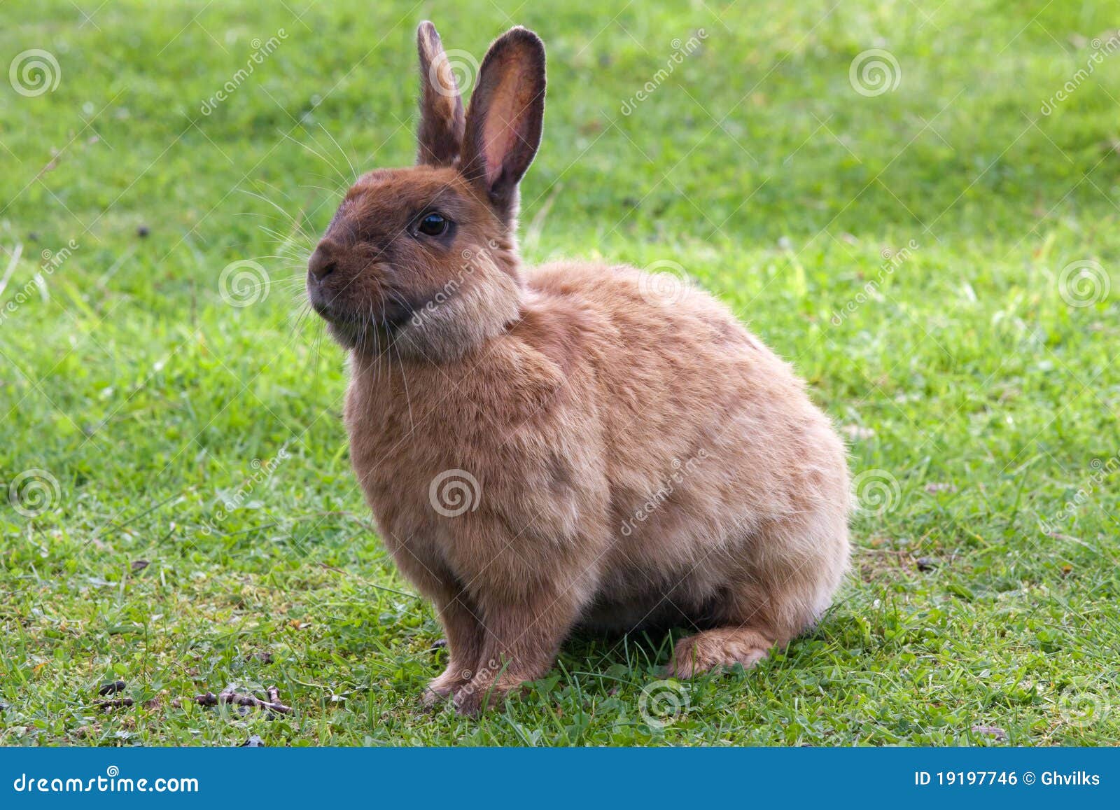 Brown rabbit stock photo. Image of brown, green, animal - 19197746