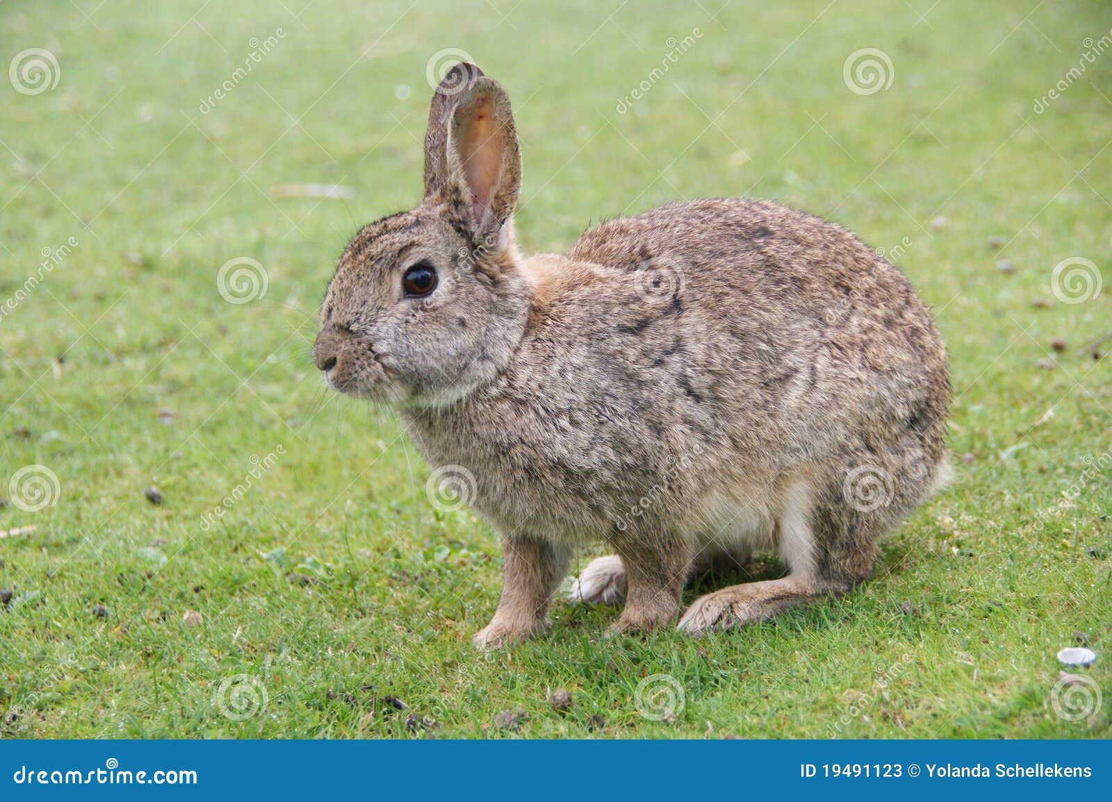 Brown Rabbit stock image. Image of looking, meadow, animal - 19491123