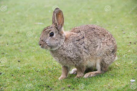 Brown Rabbit stock image. Image of looking, meadow, animal - 19491123