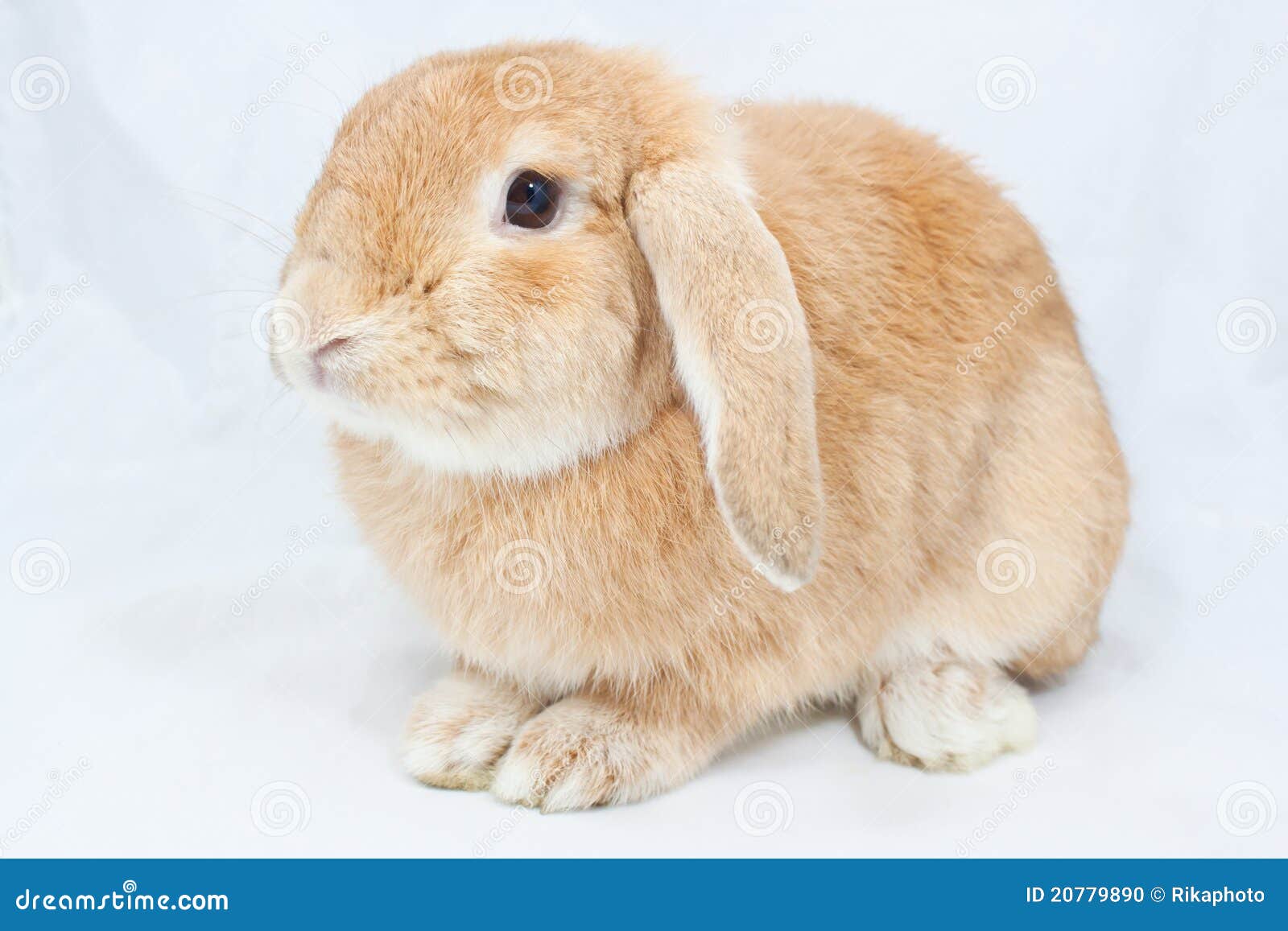 Brown rabbit stock photo. Image of young, background - 20779890
