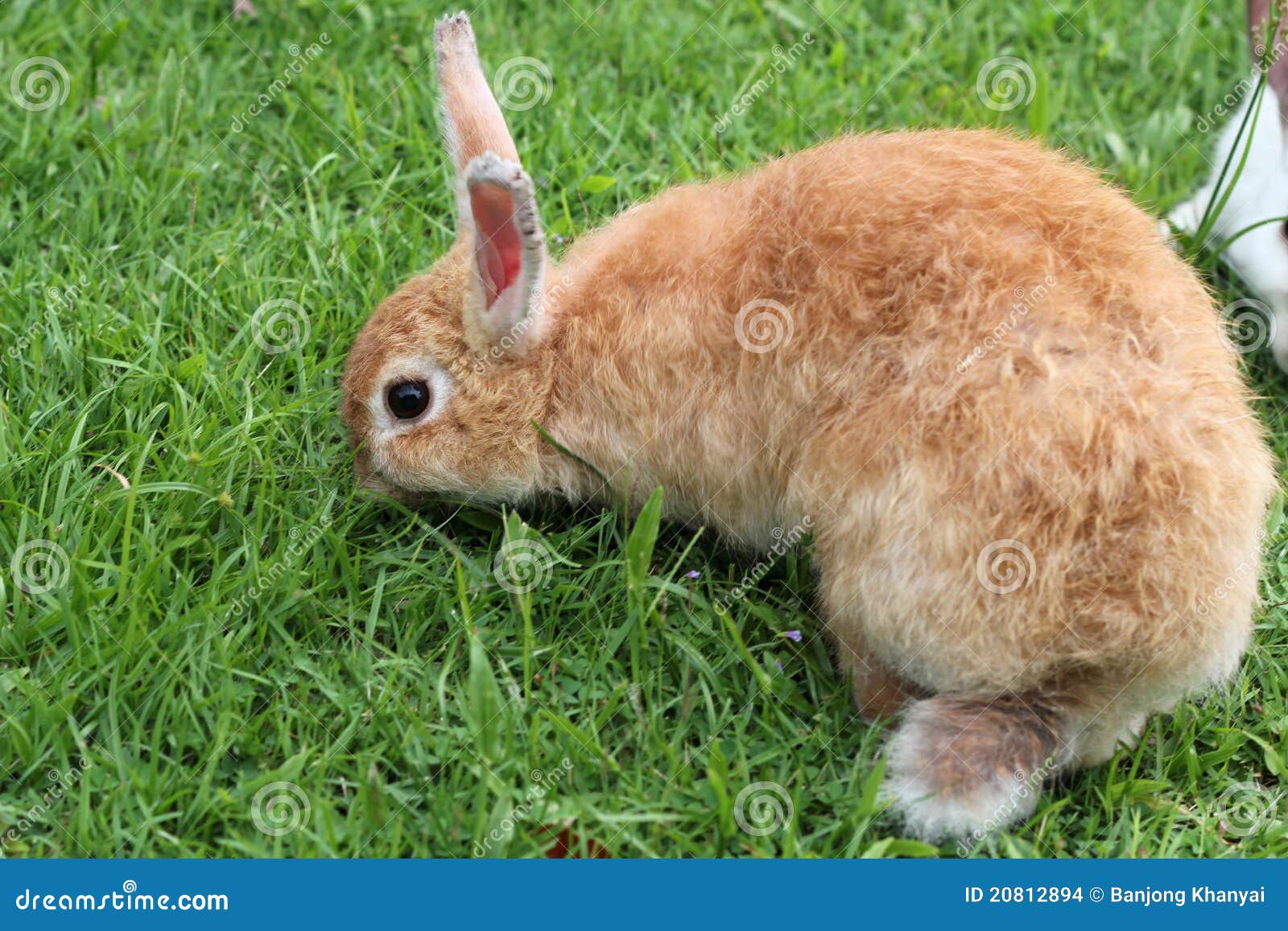 Brown Rabbit stock photo. Image of hair, sunny, gray - 20812894