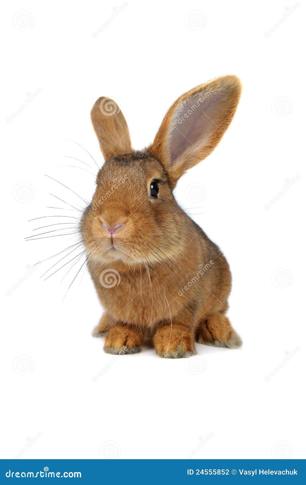 Brown Rabbit stock photo. Image of brown, background - 24555852