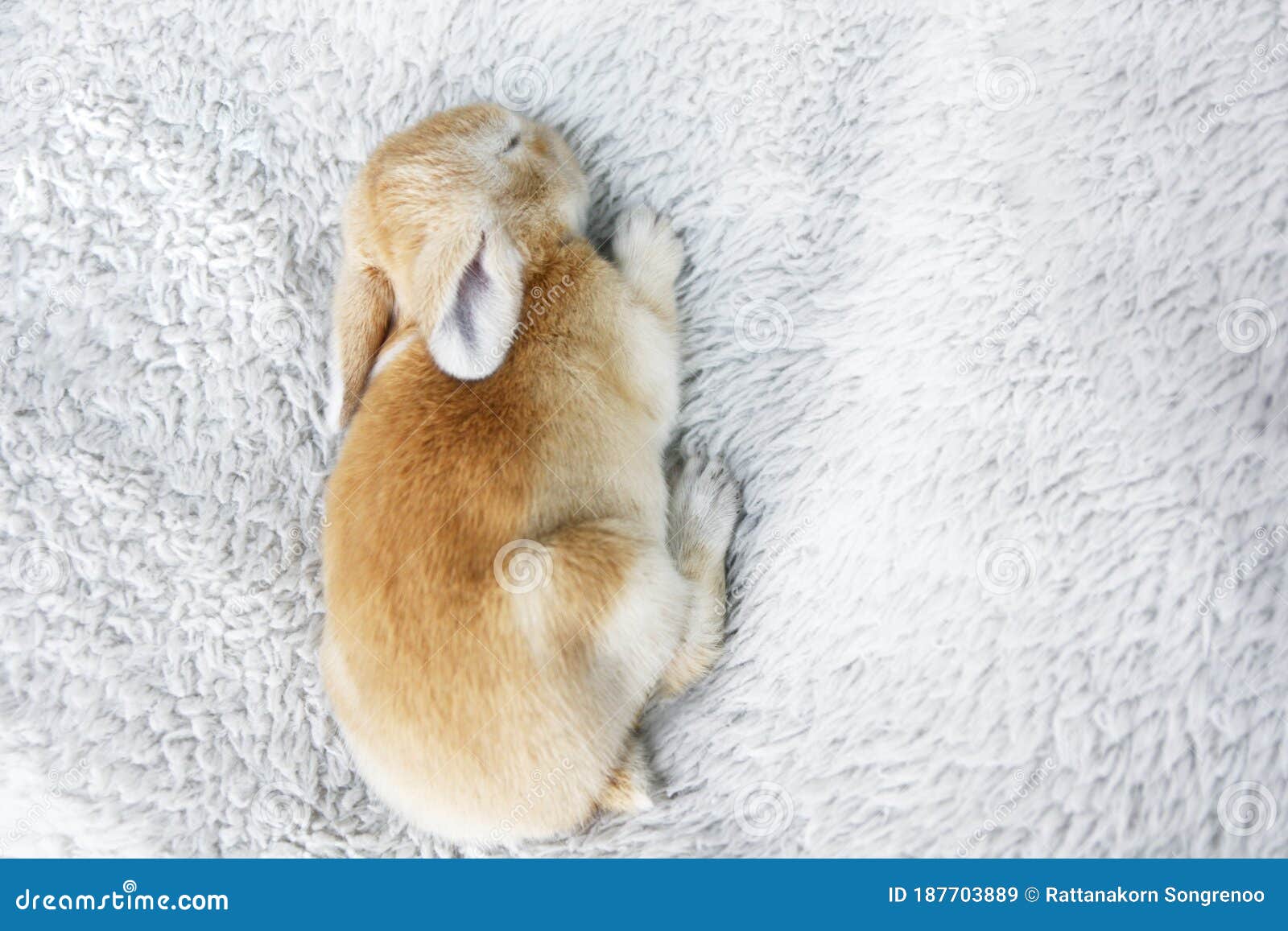 Brown rabbit baby bunny stock image. Image of little - 187703889