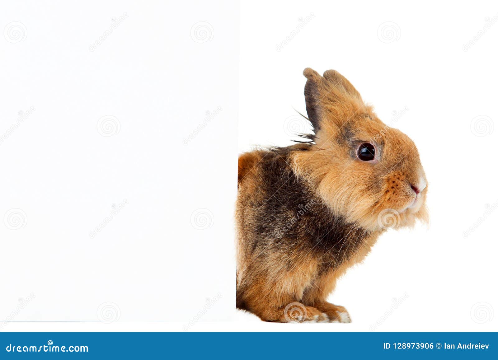 Rabbit with blank board stock photo. Image of baby, farm - 128973906