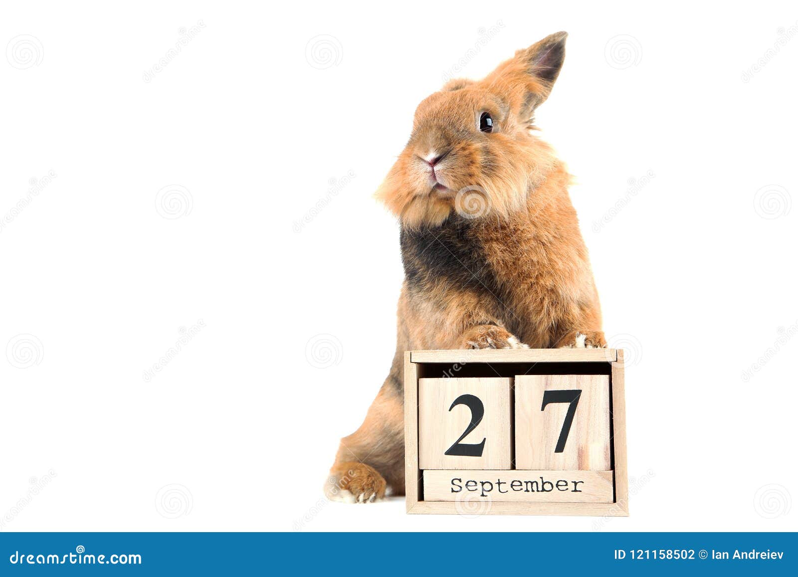 211 Rabbit Cube Stock Photos - Free & Royalty-Free Stock Photos from ...
