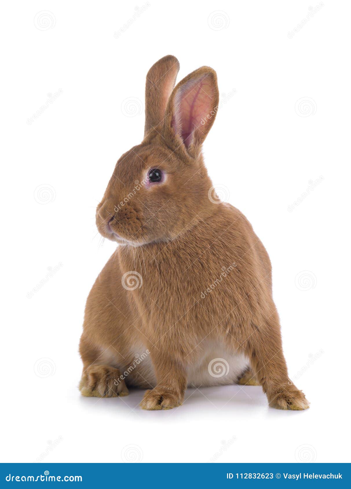 Brown rabbit stock image. Image of brown, looking, year - 112832623