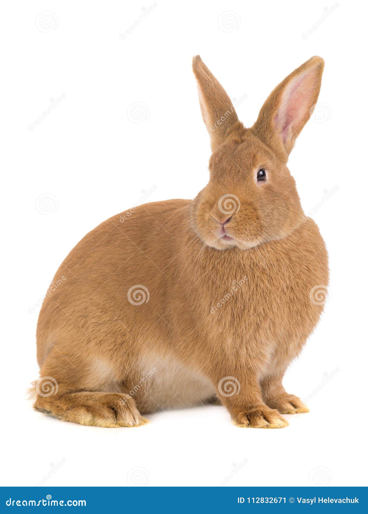 Brown rabbit stock image. Image of mammal, year, nature - 112832671