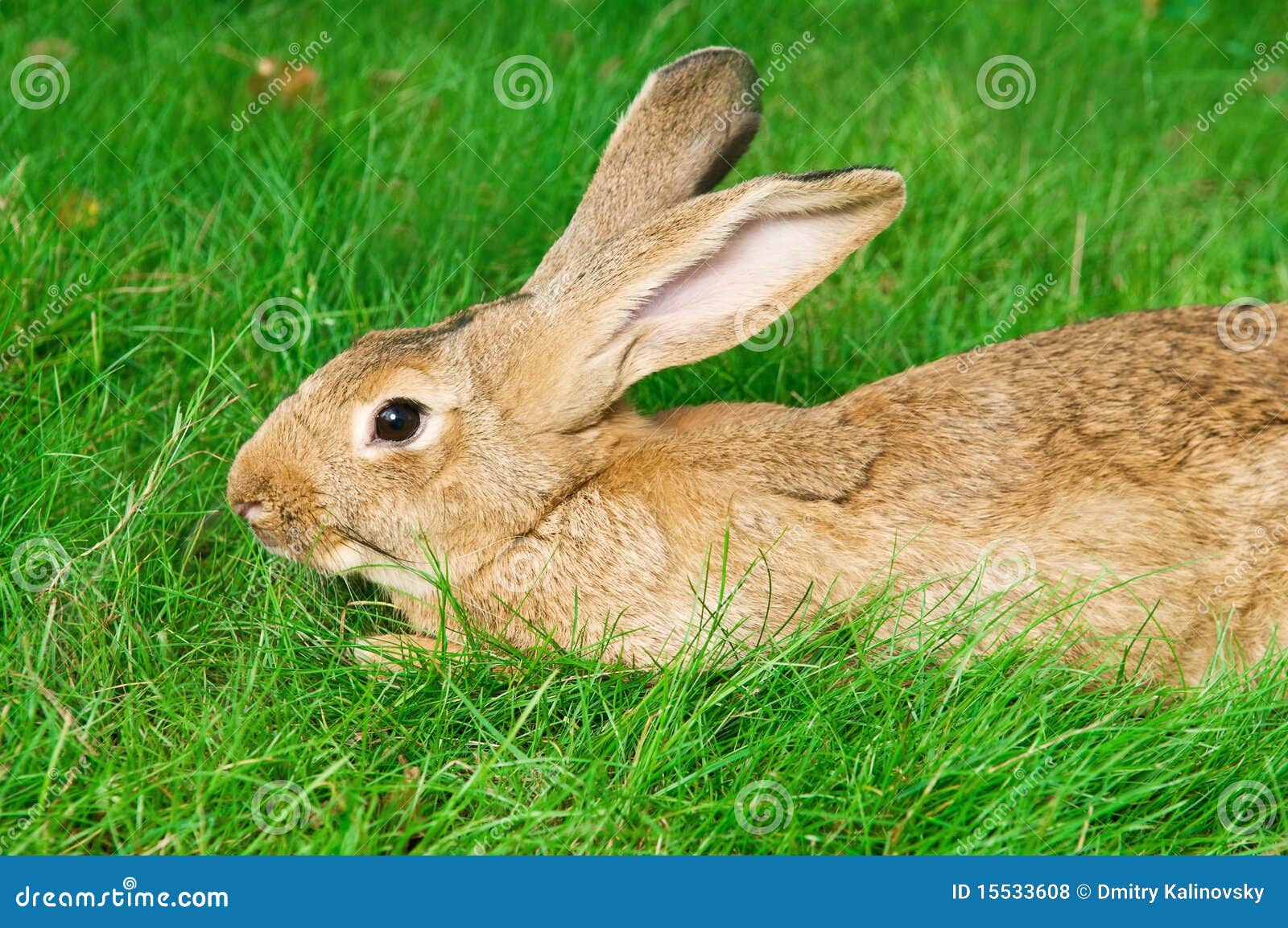Brown Rabbit Bunny on Grass Stock Photo - Image of grassy, farming ...