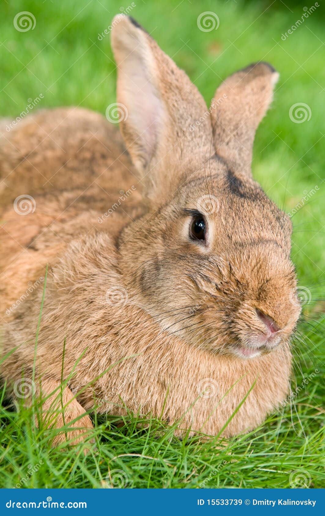 Brown Rabbit Bunny on Grass Stock Image - Image of lawn, adorable: 15533739