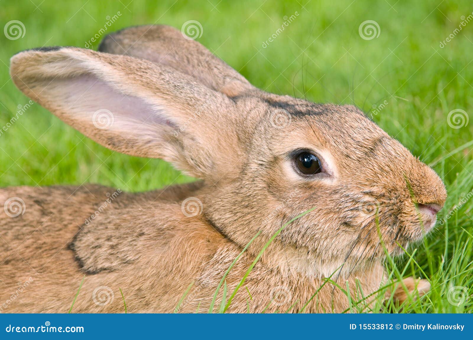 Brown Rabbit Bunny on Grass Stock Photo - Image of fluffy, bunny: 15533812