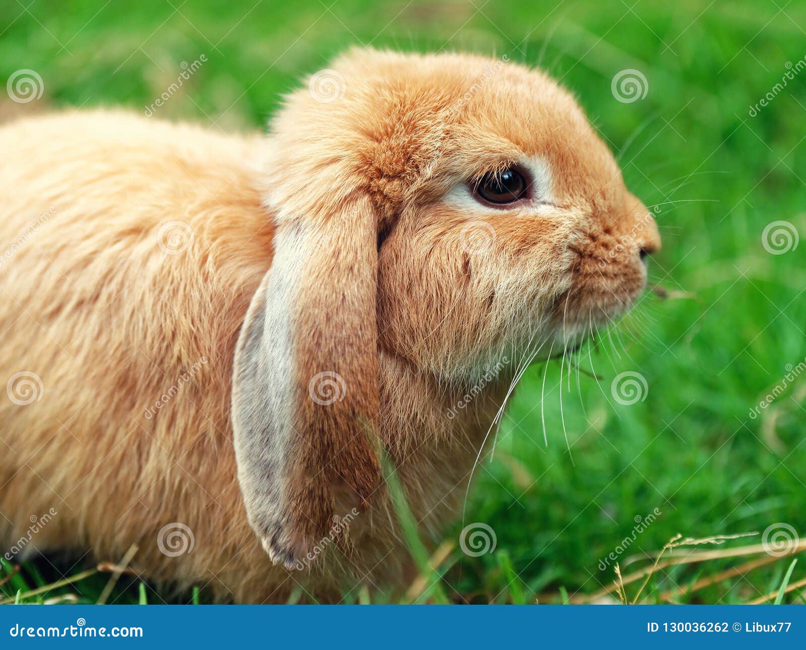 Brown Rabbit or Bunny Green Grass Stock Photo - Image of rabbit, fluffy ...