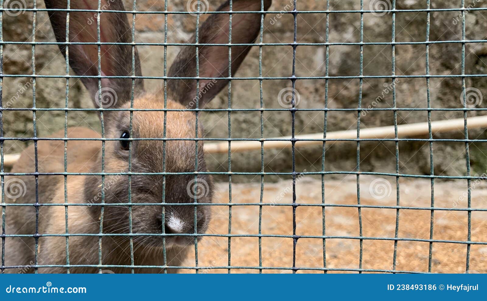 Brown rabbit in a cage stock photo. Image of cage, garden - 238493186