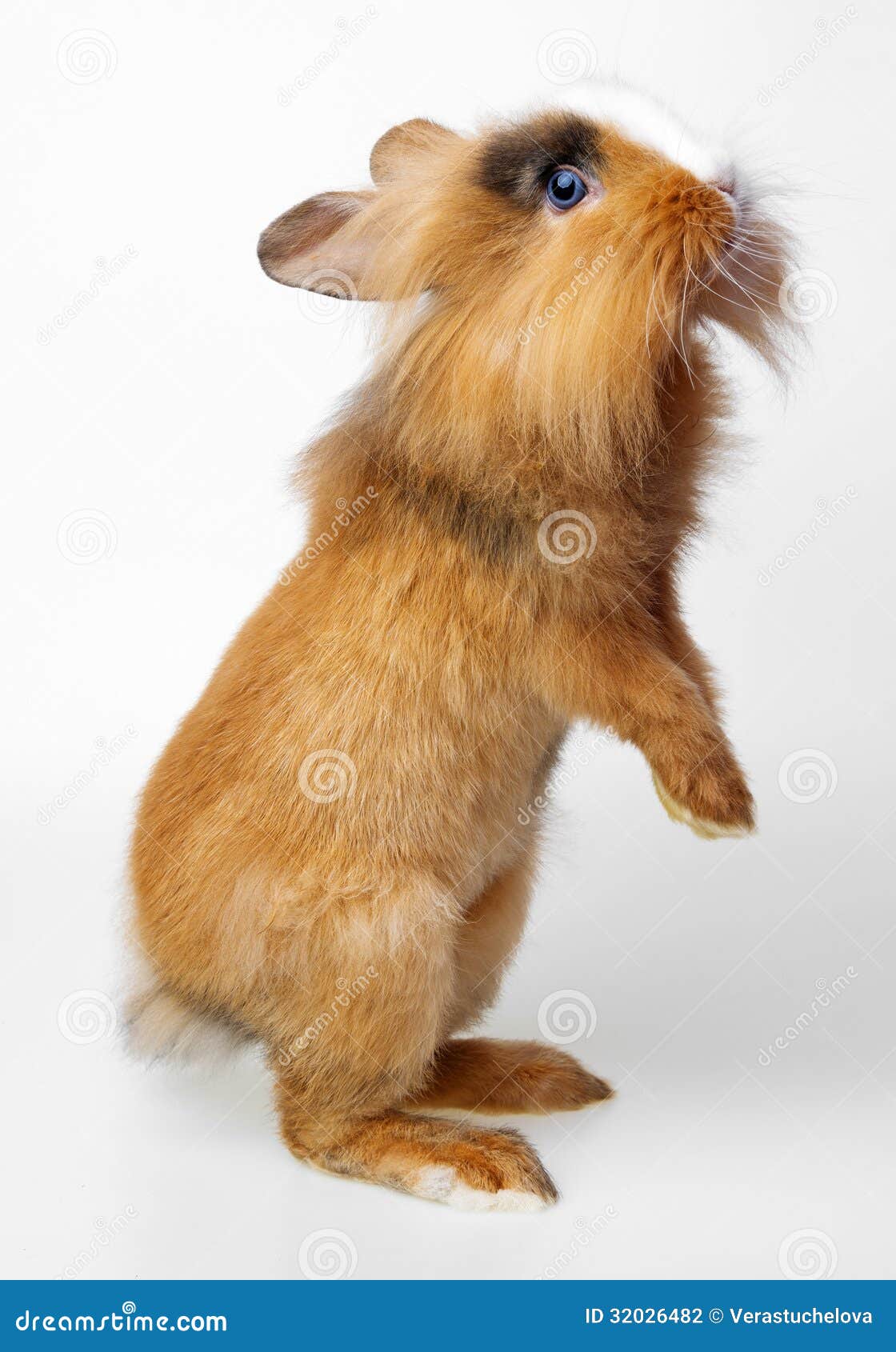Brown rabbit stock photo. Image of easter, blue, rodent - 32026482
