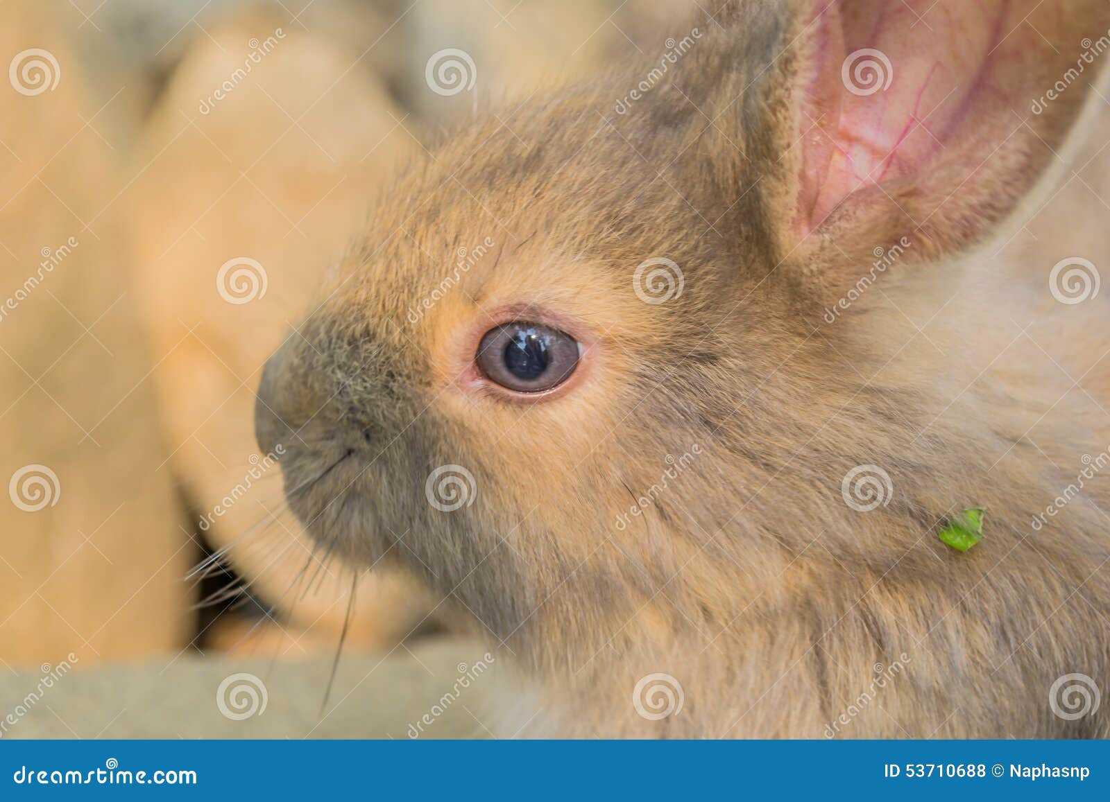 Brown rabbit stock photo. Image of brown, rabbit, animal - 53710688