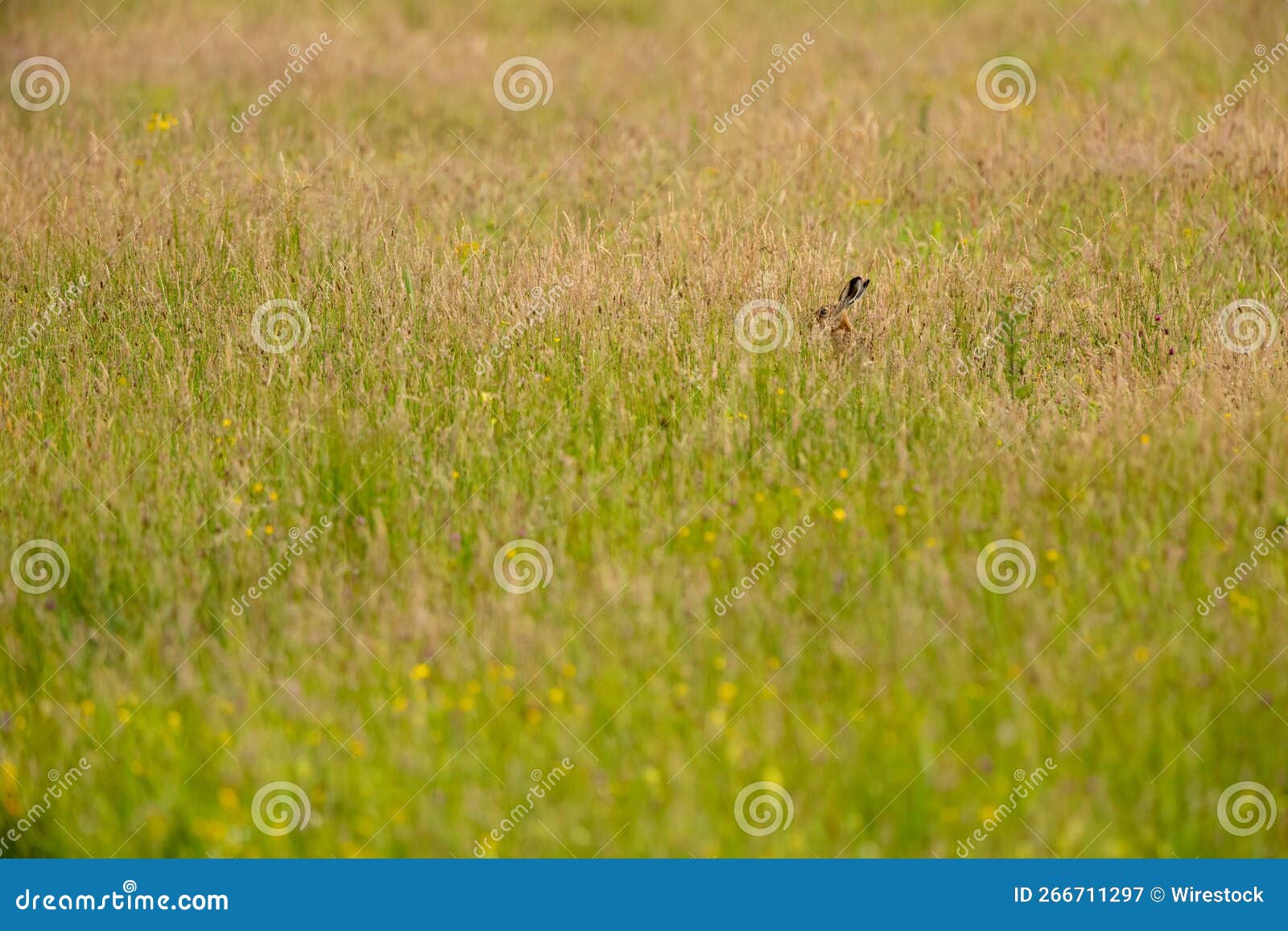 Brown Rabbit in the Distance in a Green Field Stock Image - Image of ...