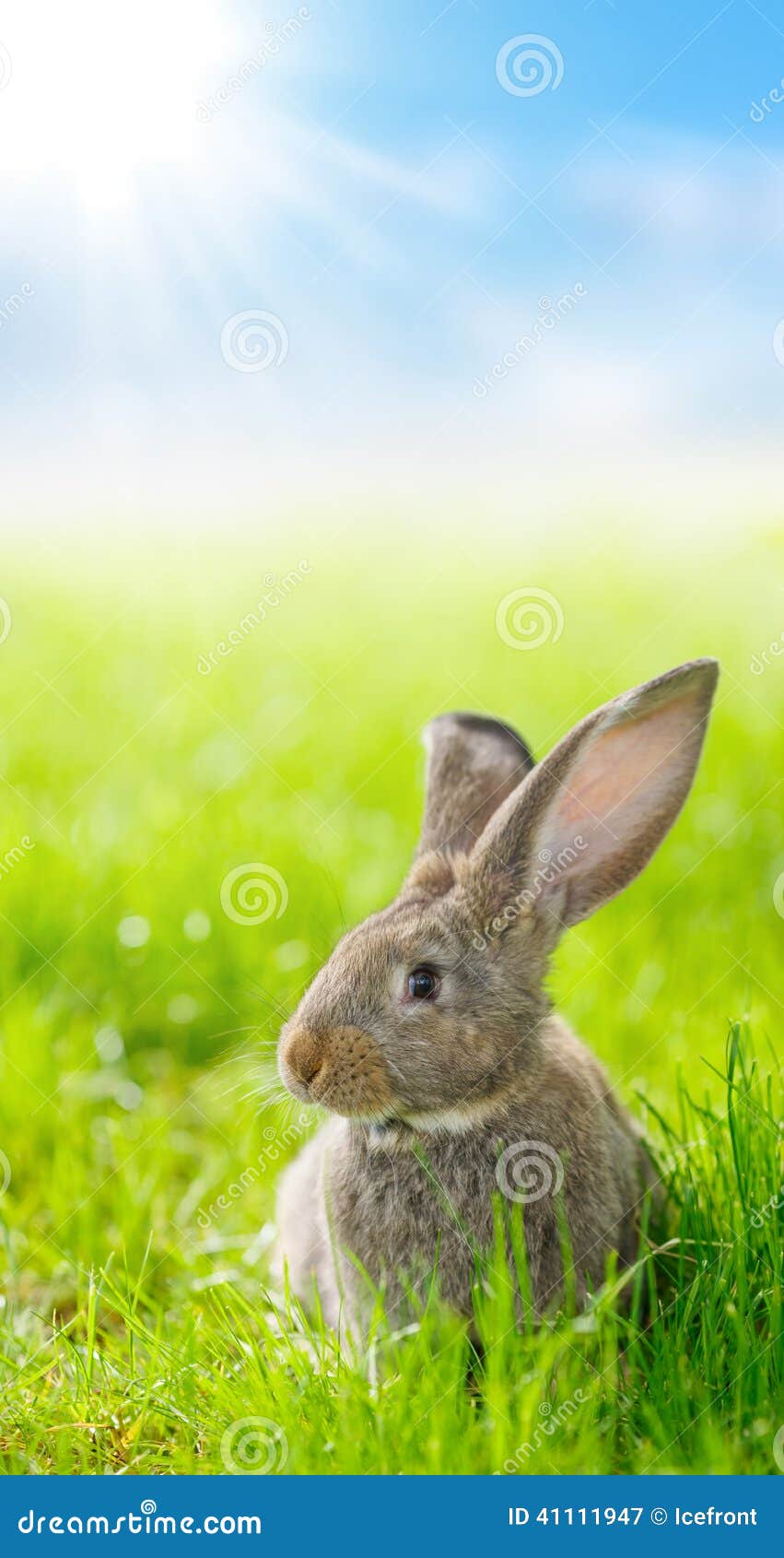 Brown rabbit stock image. Image of outdoors, nature, field - 41111947