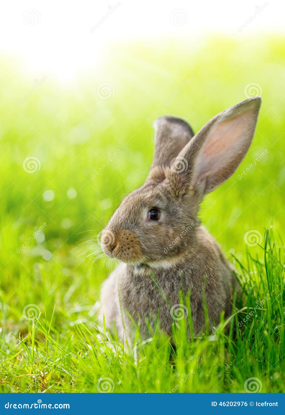 Brown rabbit stock photo. Image of brown, mammal, nature - 46202976