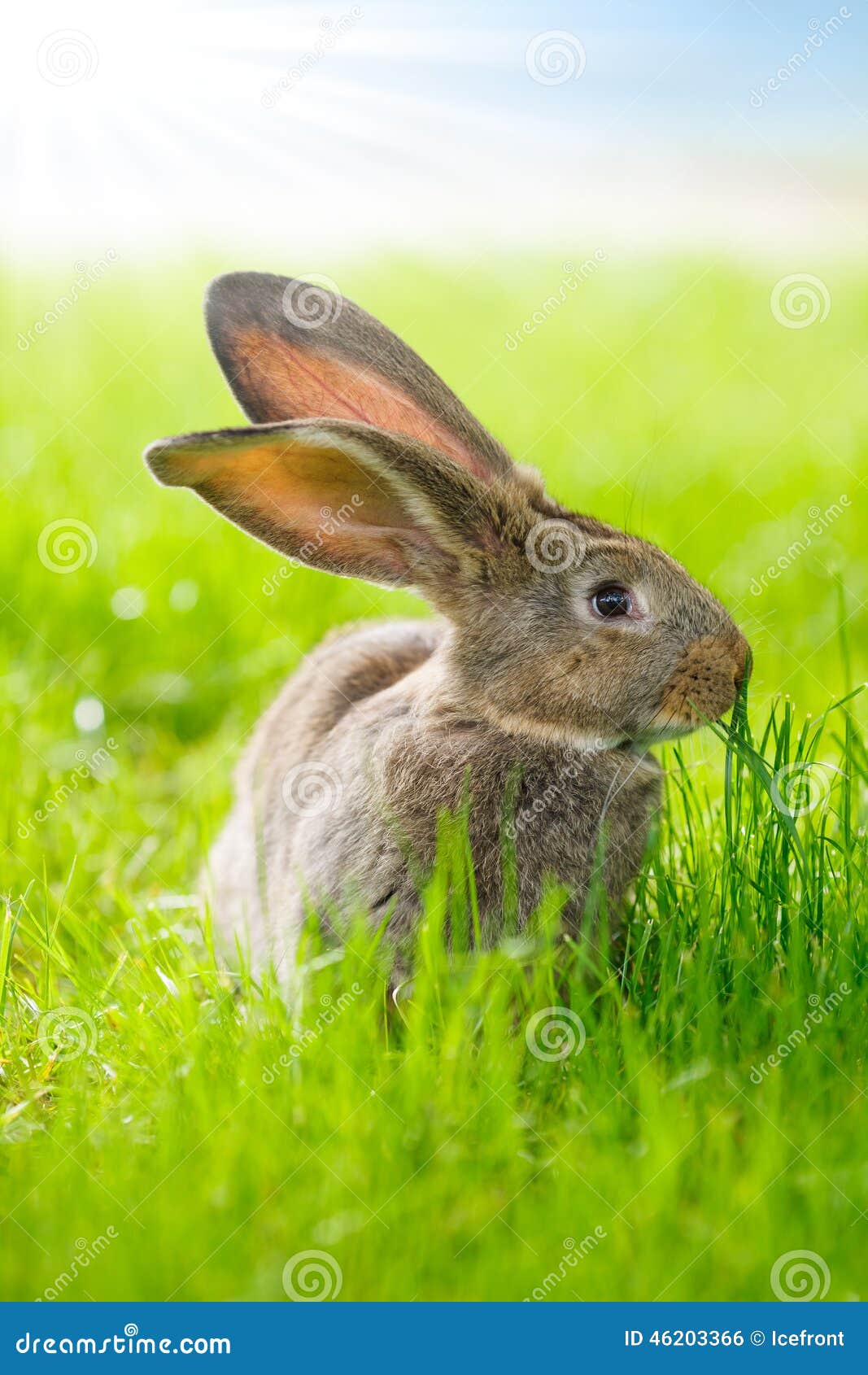 Brown rabbit stock photo. Image of outdoor, summer, field - 46203366