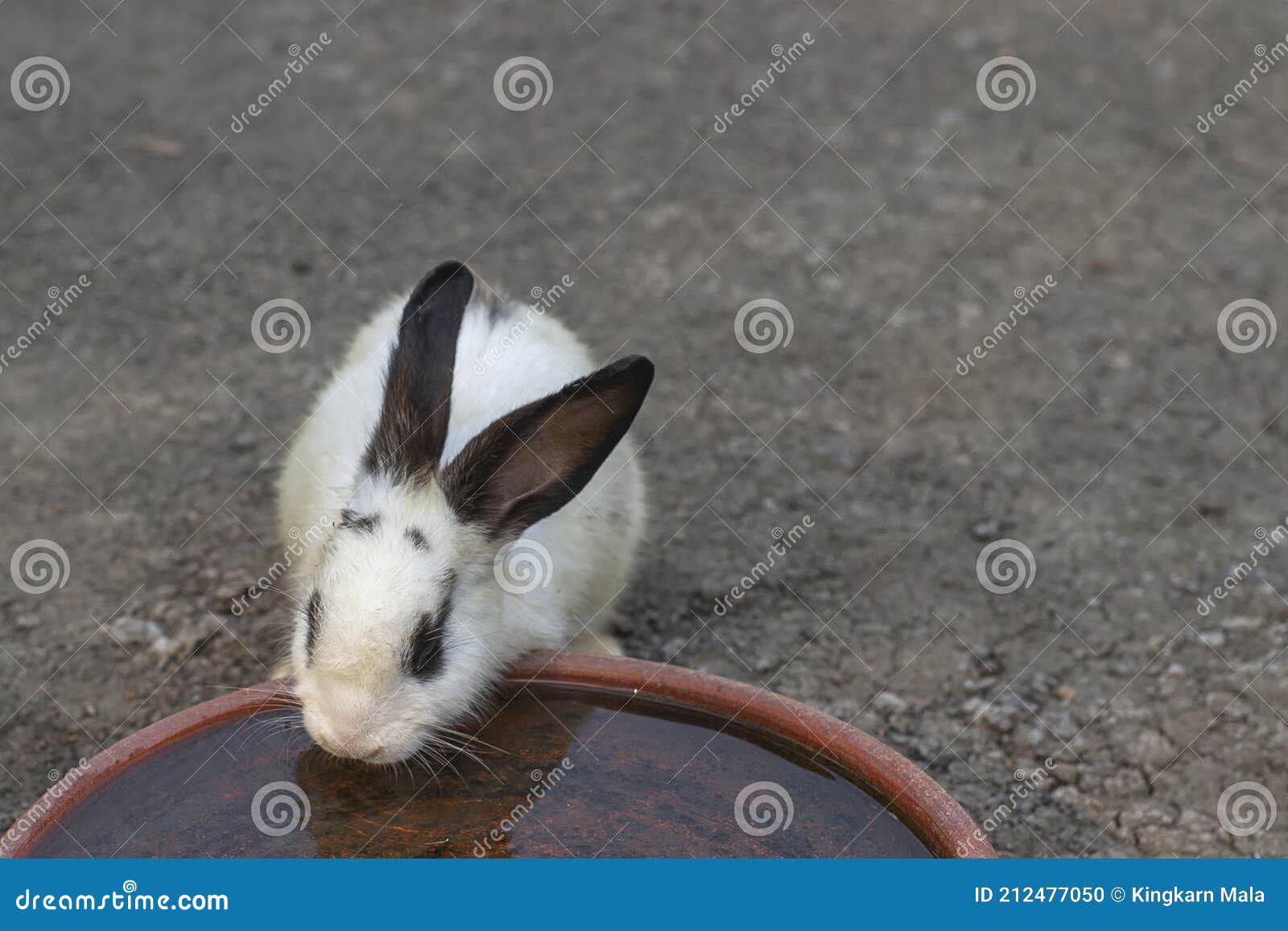 The Brown Rabbit Drinking Water from a Water Container Made of ...