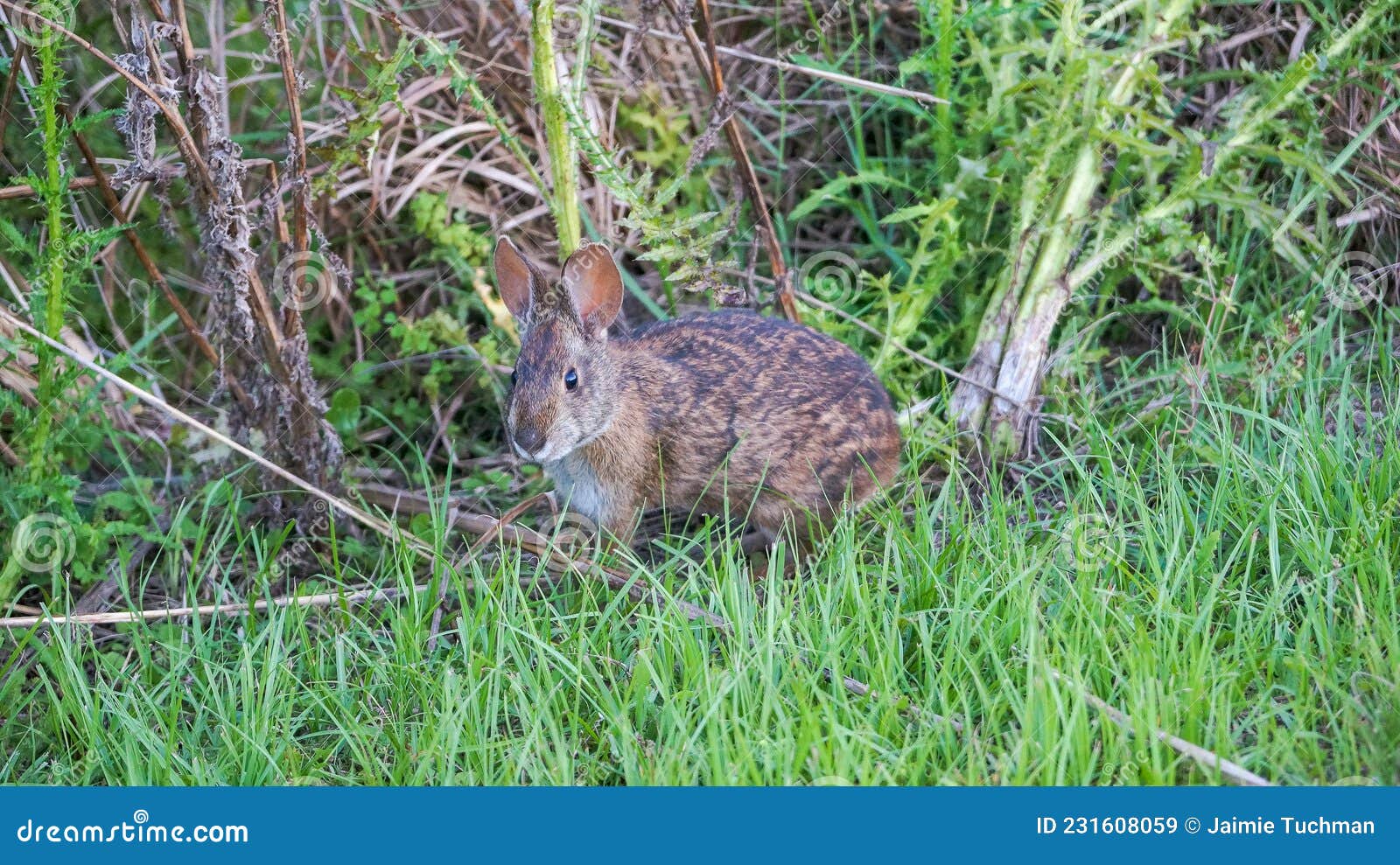 Marsh Rabbit Running in Gainesville Swamp Stock Image - Image of hare ...
